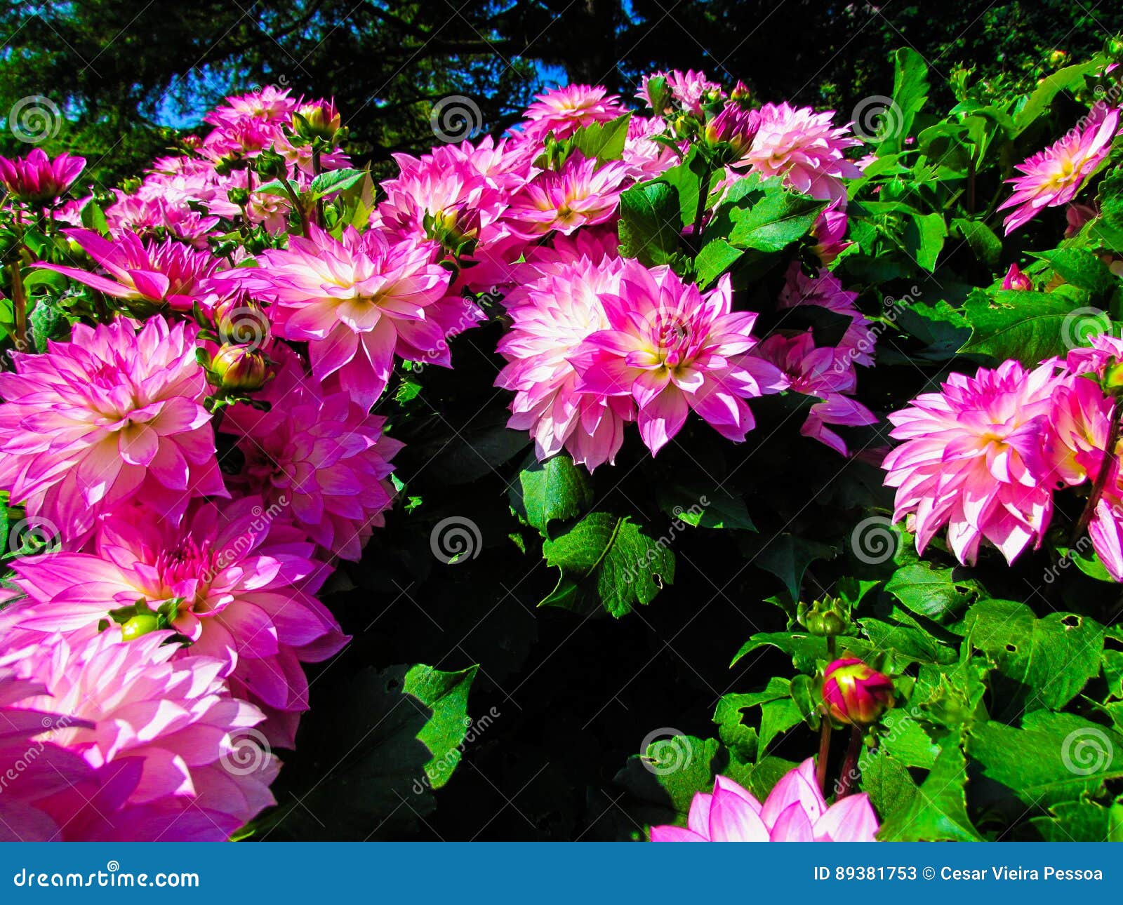 Springtime stock image. Image of awesome, clouds, brazil - 89381753