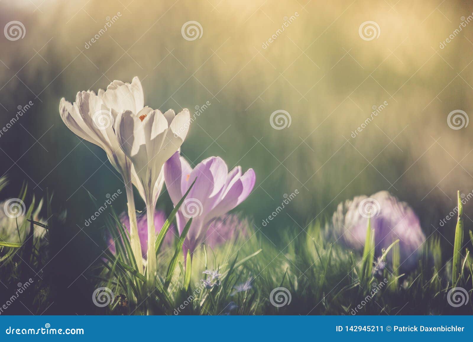 Springtime. Spring Flowers in Sunlight, Outdoor Nature. Wild Crocus ...