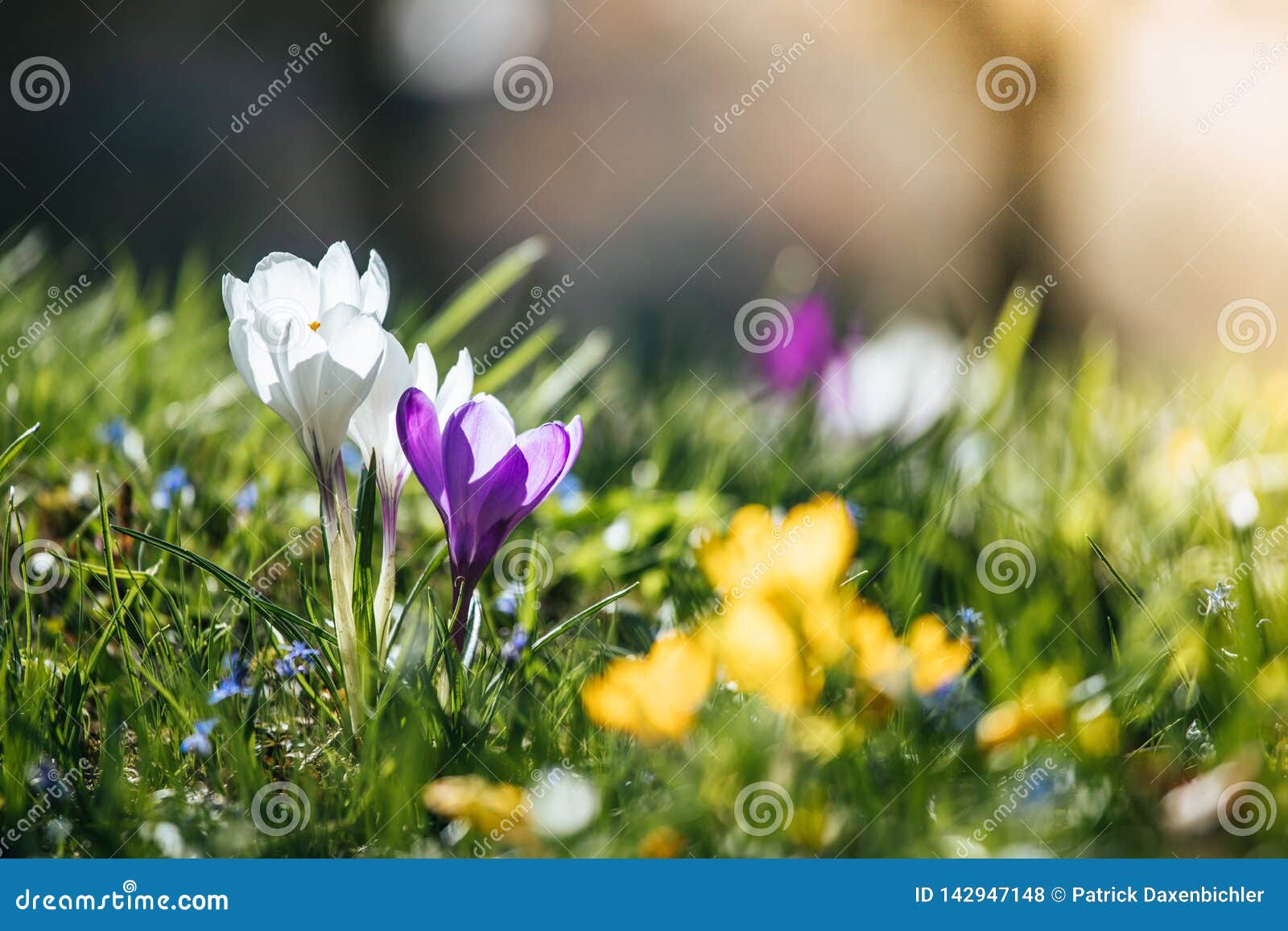 Springtime. Spring Flowers in Sunlight, Outdoor Nature. Wild Crocus ...
