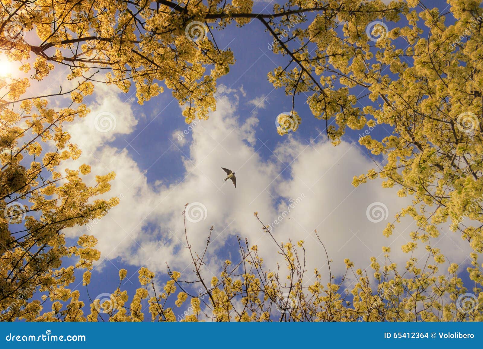 SPRINGTIME.Spring Sky: Swallow Flying between Flowering Branches.ITALY ...
