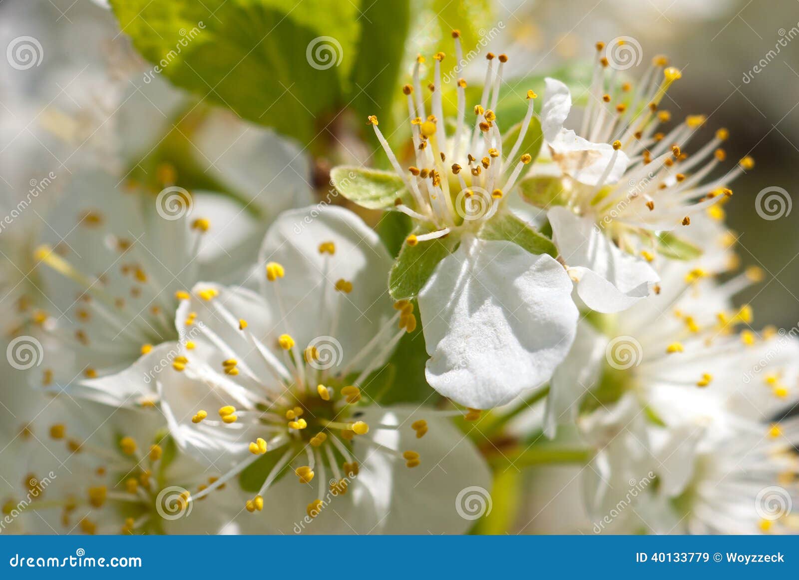 Springtime stock image. Image of color, park, blue, flowers - 40133779