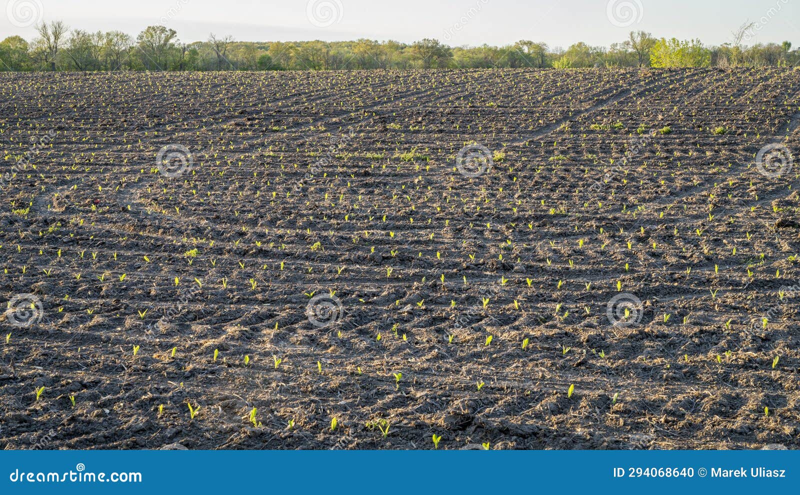 Springtime Sunrise Over Corn Field with Germinating Plants in a ...