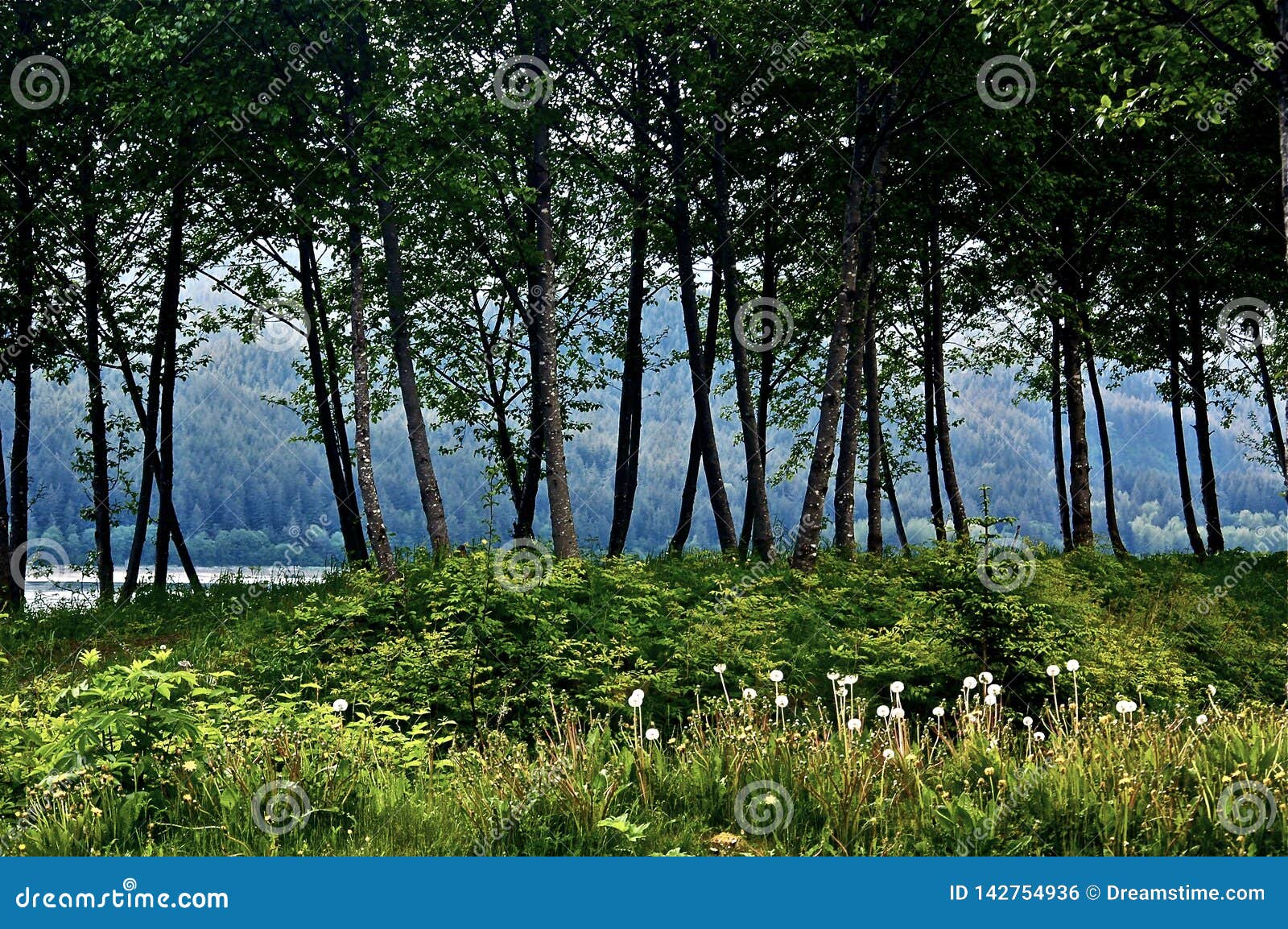Springtime in Thane, Alaska Stock Photo - Image of alaska, taraxacum ...