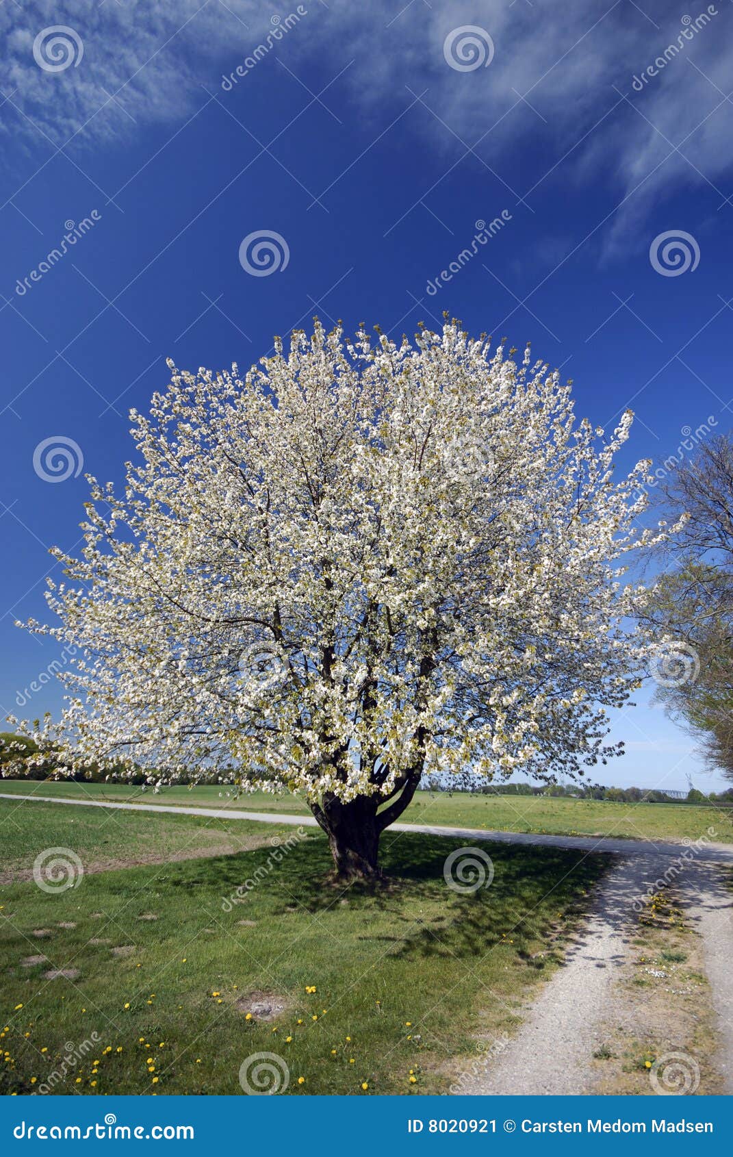 Springtime tree stock image. Image of landscape, countries - 8020921