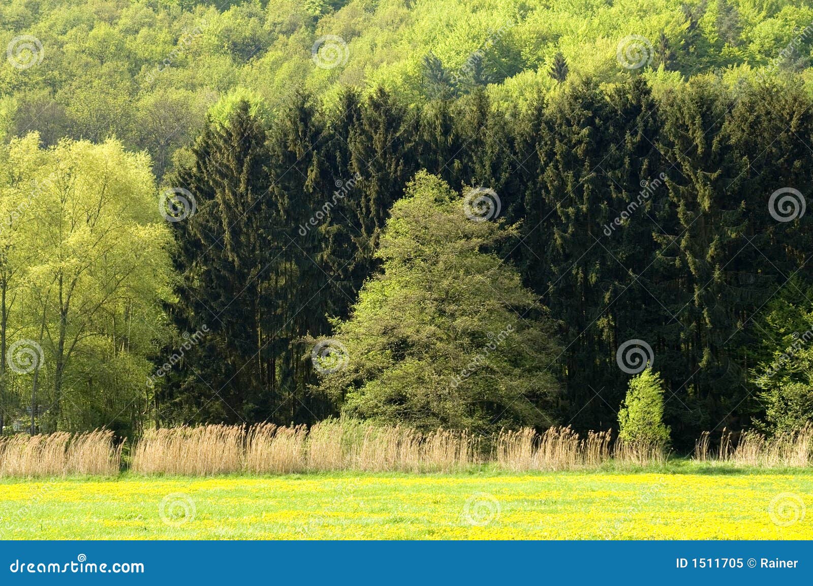 Springtime trees stock image. Image of blooming, fresh - 1511705