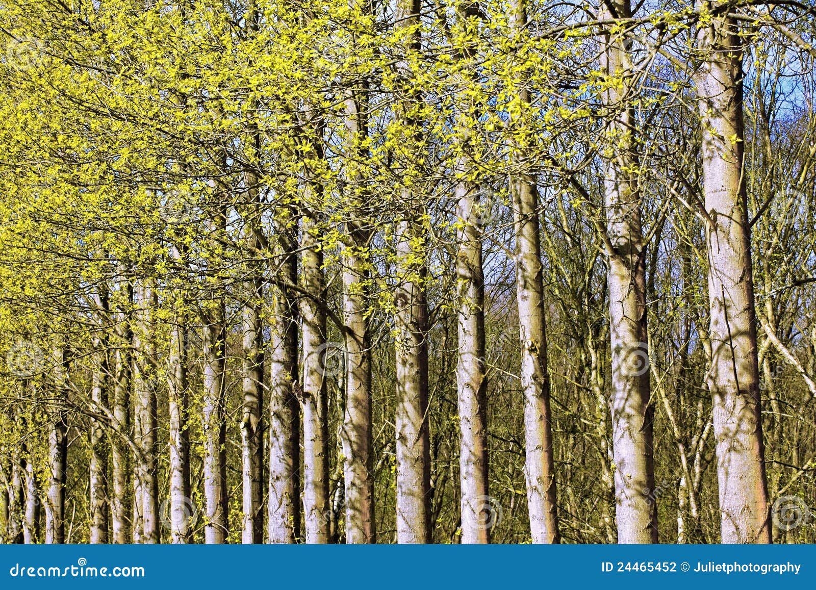 Springtime trees stock photo. Image of trunk, branches - 24465452