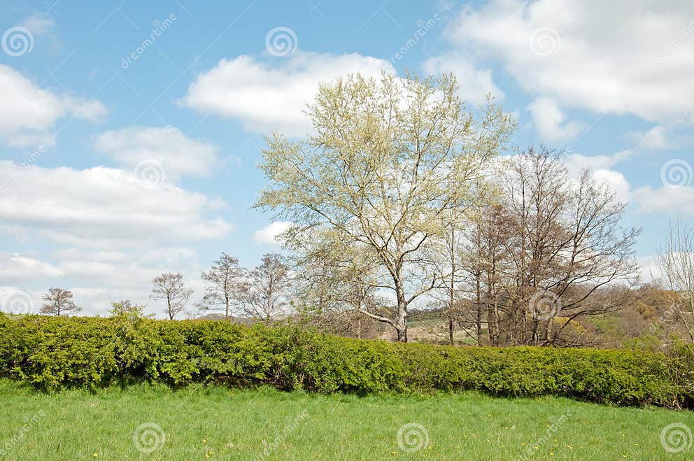 Springtime Trees in the British Countryside. Stock Photo - Image of ...