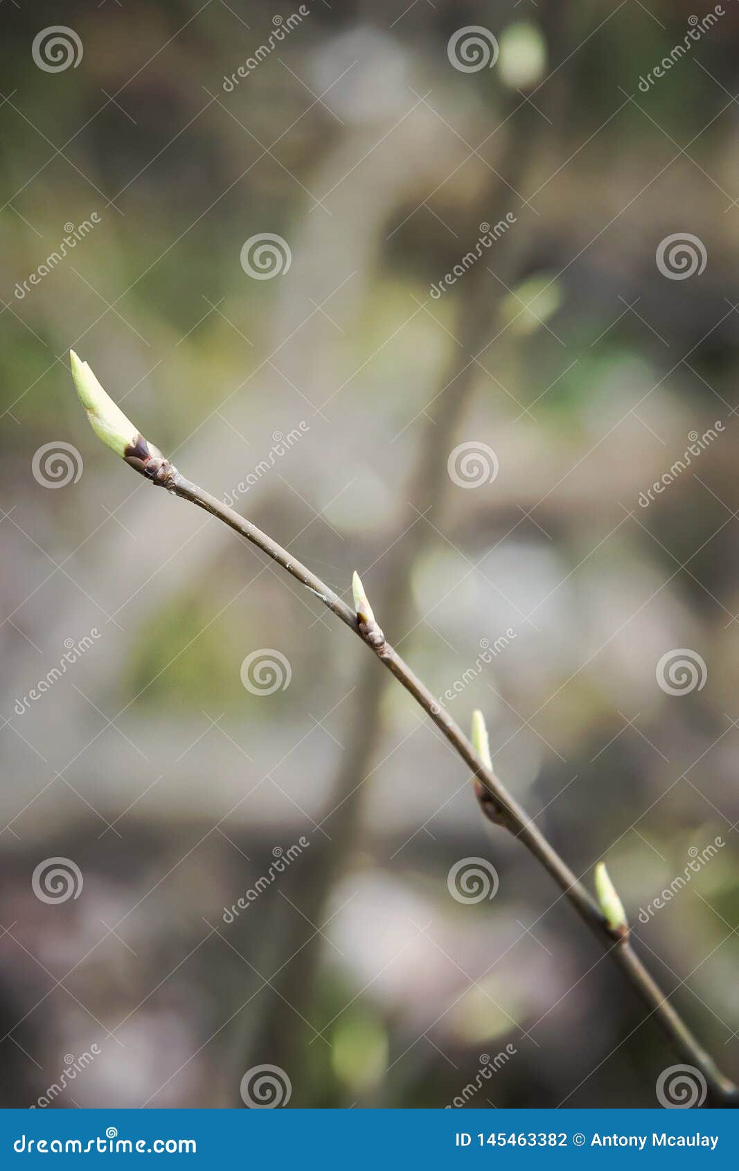 Springtime Trees Budding stock photo. Image of beautiful - 145463382