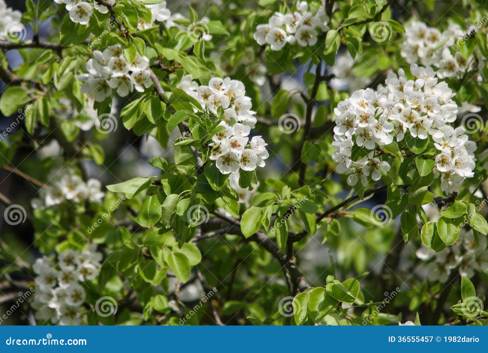 Springtime trees stock image. Image of ecological, blossoming - 36555457