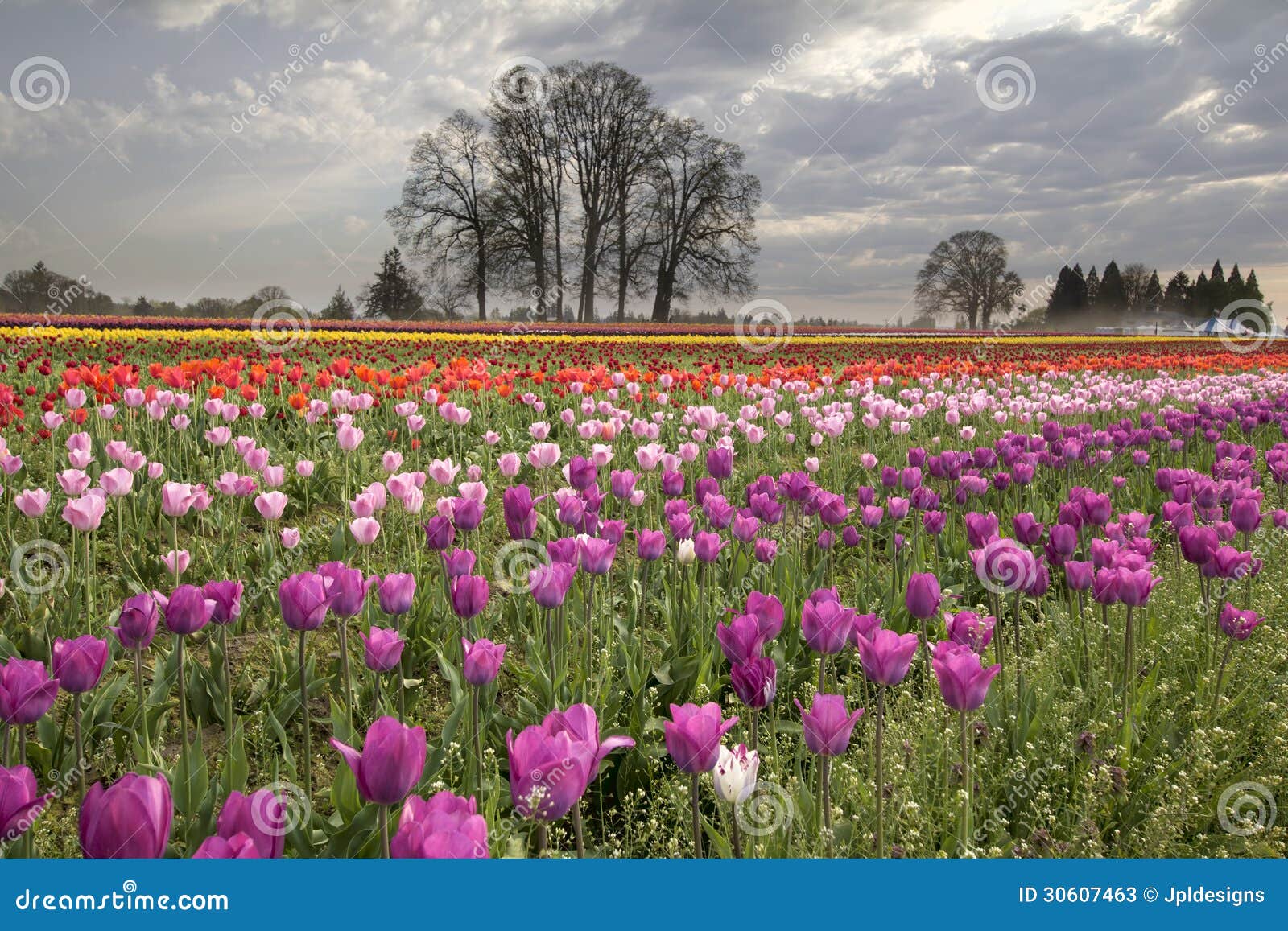 Springtime at Tulip Farm stock image. Image of foliage - 30607463