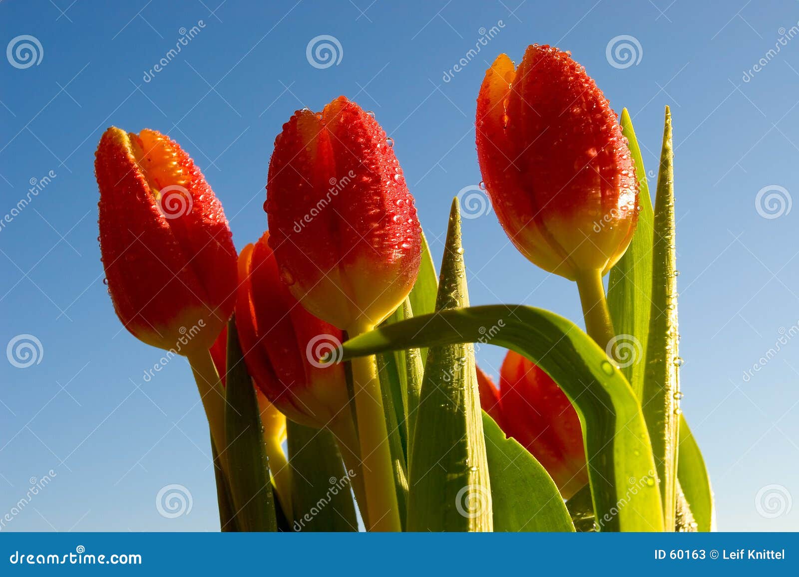 Springtime tulips stock image. Image of awakening, garden - 60163
