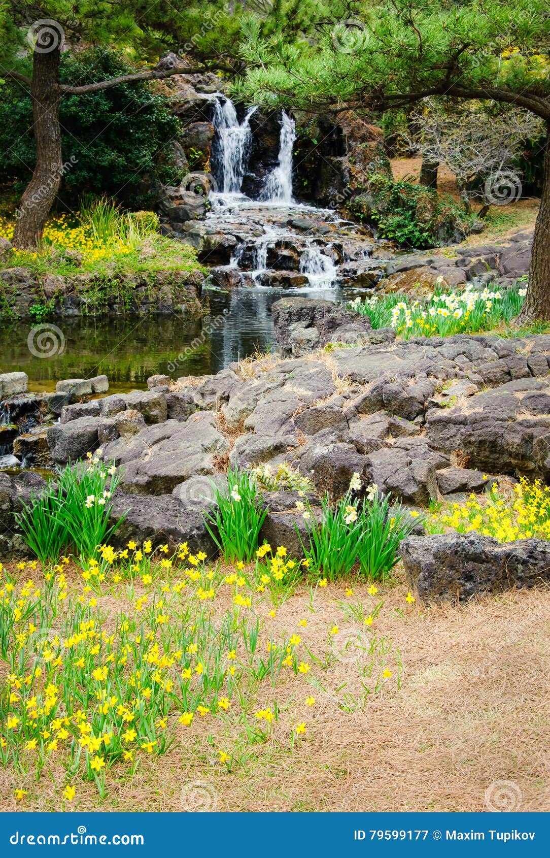 Springtime View at Hallim Park of Jeju Island Stock Image - Image of ...