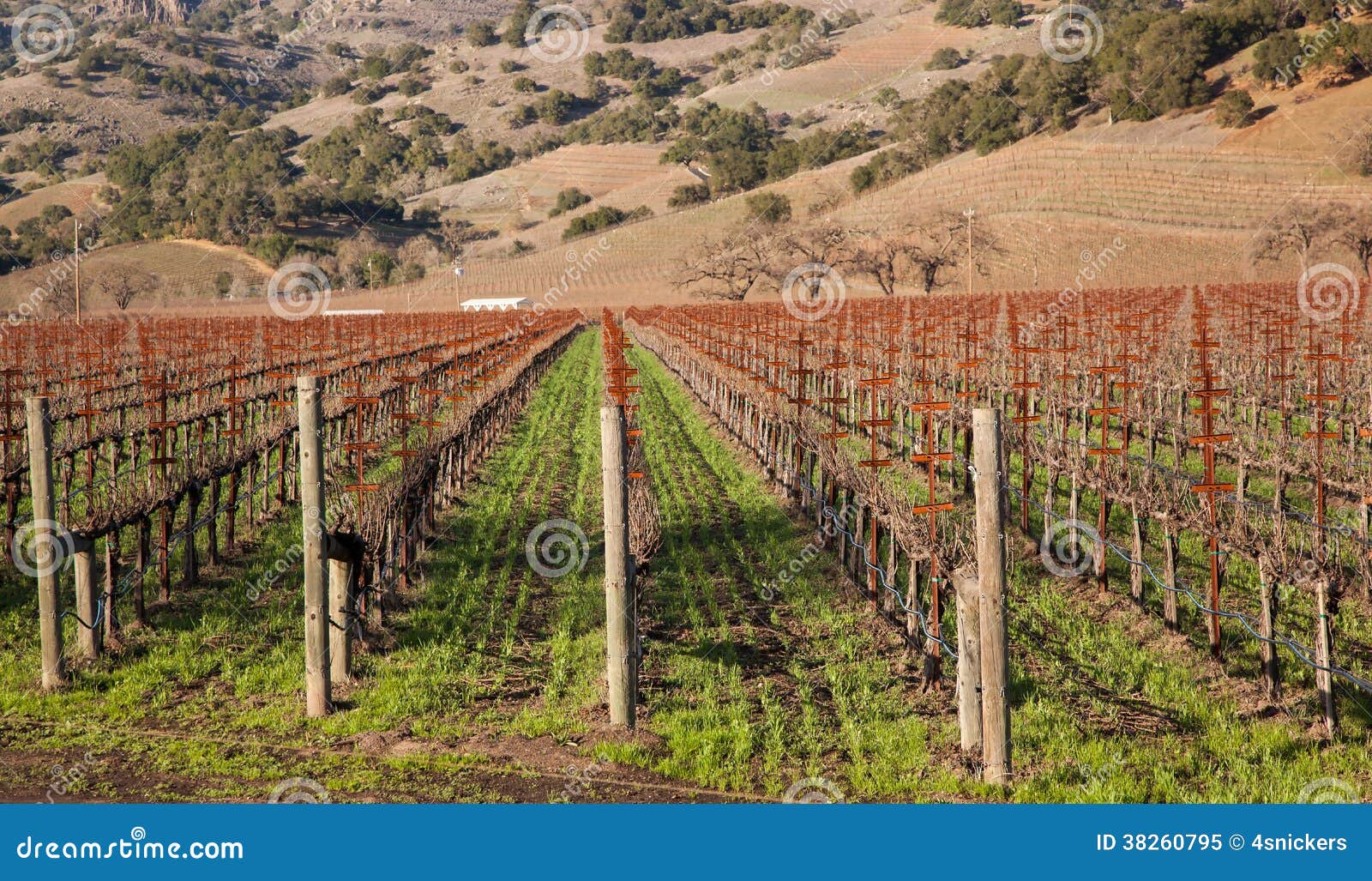 Springtime in the vineyard stock image. Image of symmetry - 38260795