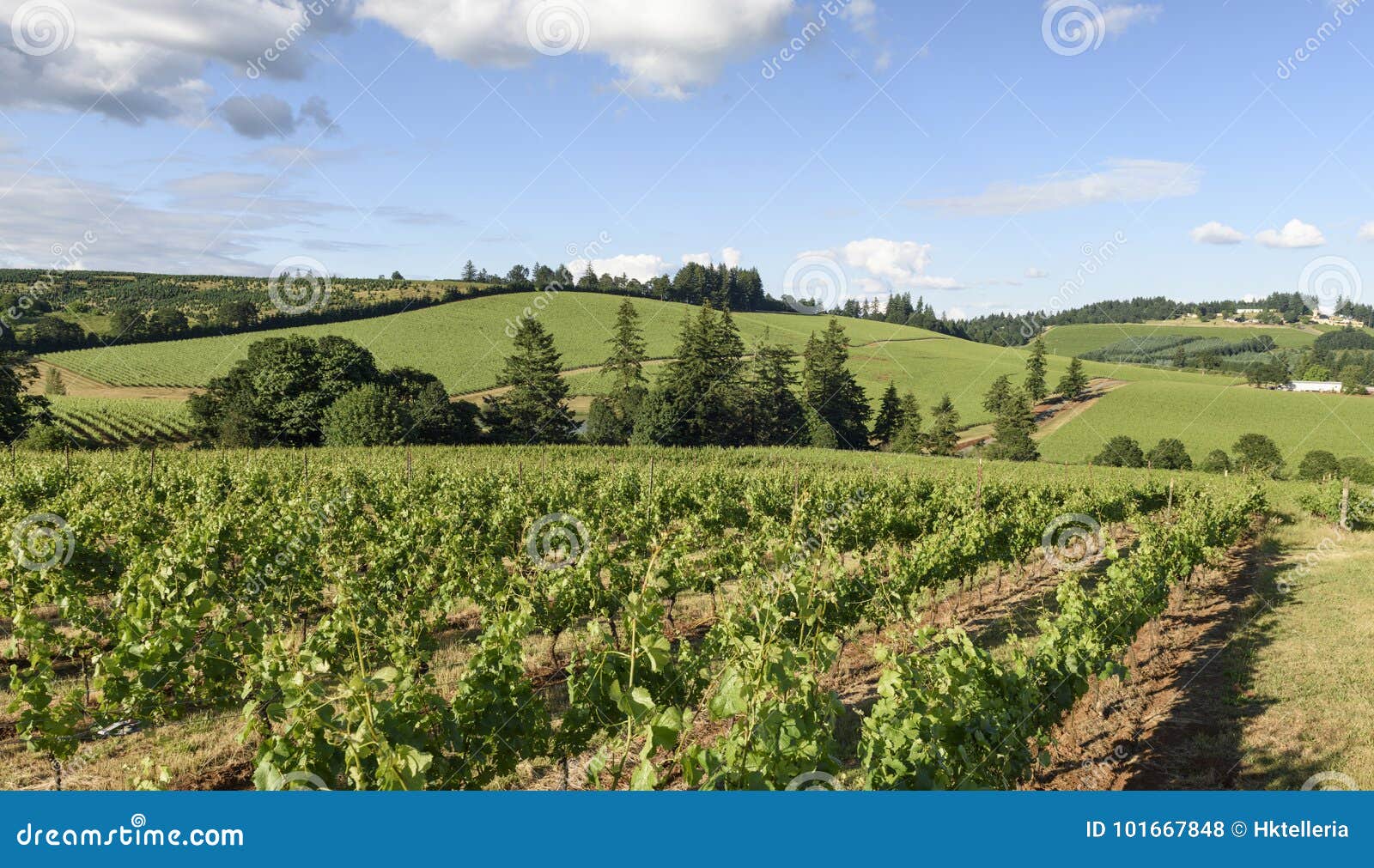 Springtime in the Vineyards of Western Oregon Stock Photo - Image of ...