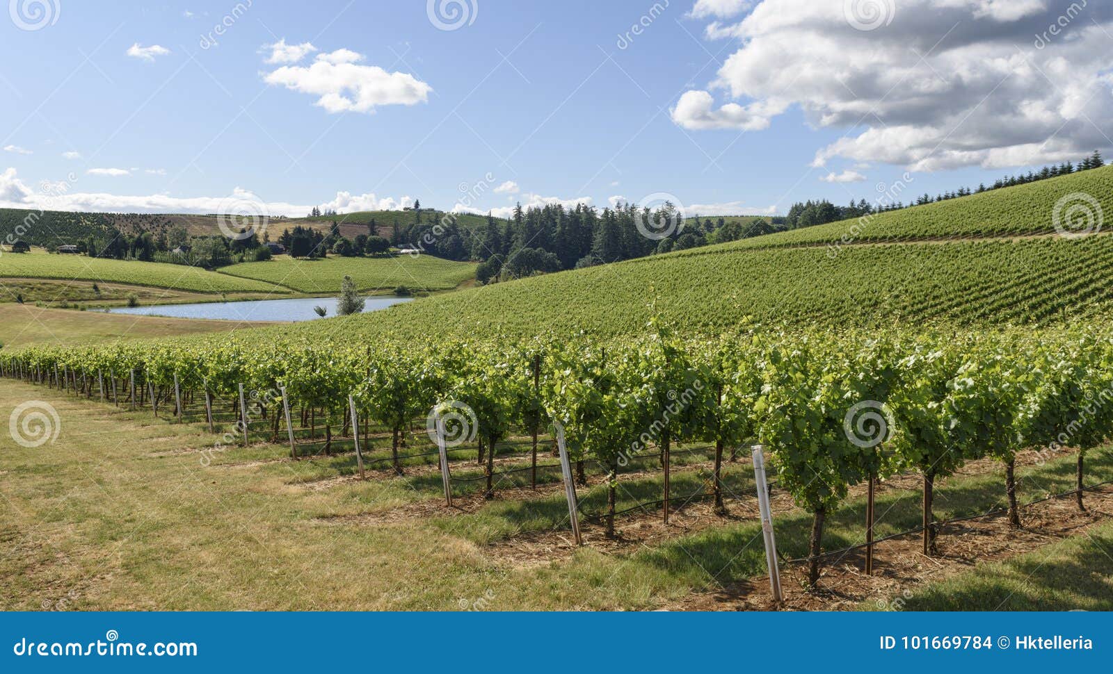 Springtime in the Vineyards of Western Oregon Stock Photo - Image of ...