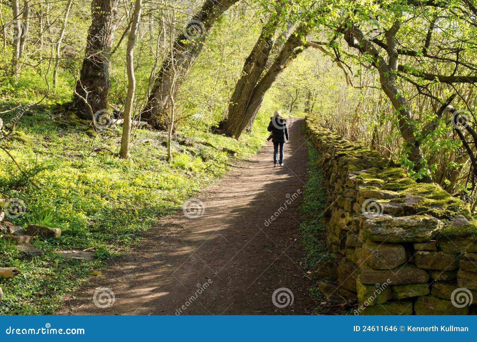 Springtime walk stock photo. Image of tree, pleasant - 24611646