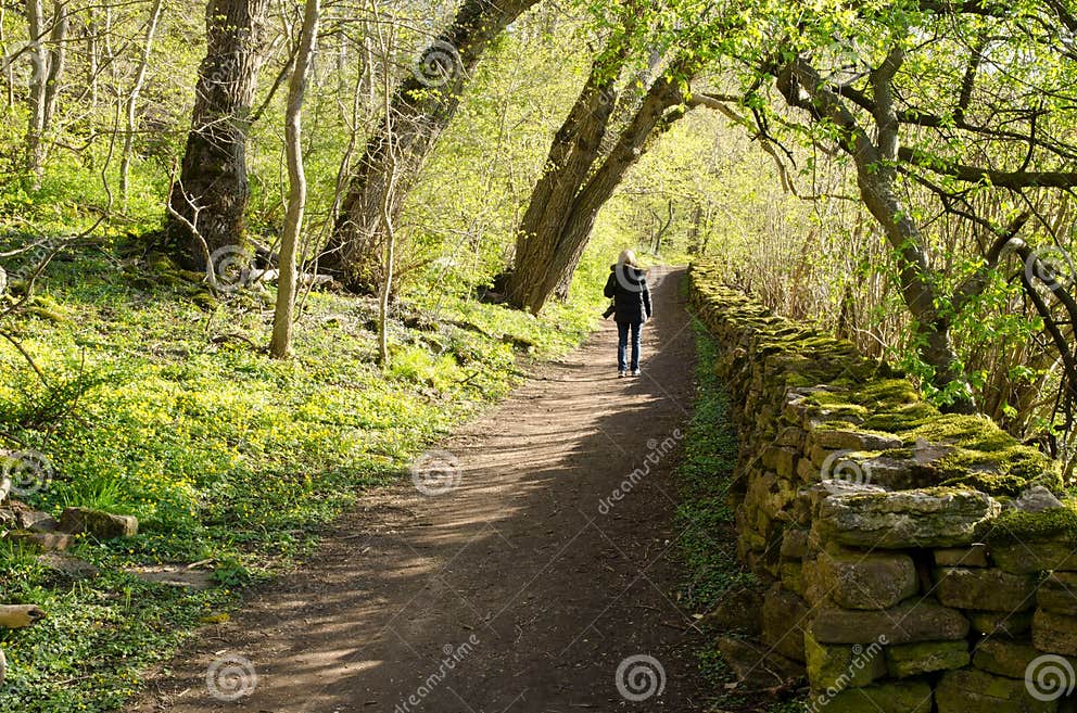 Springtime walk stock photo. Image of tree, pleasant - 24611646