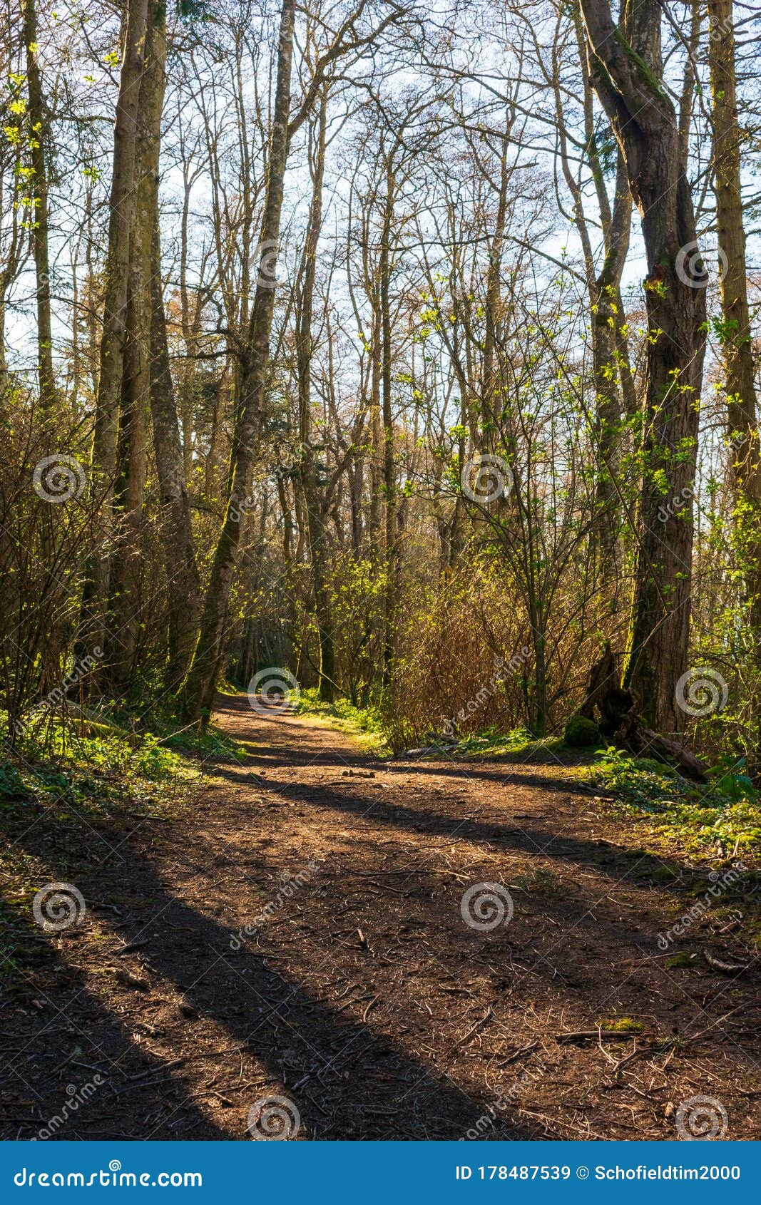 Springtime Walk stock image. Image of bush, landscape - 178487539