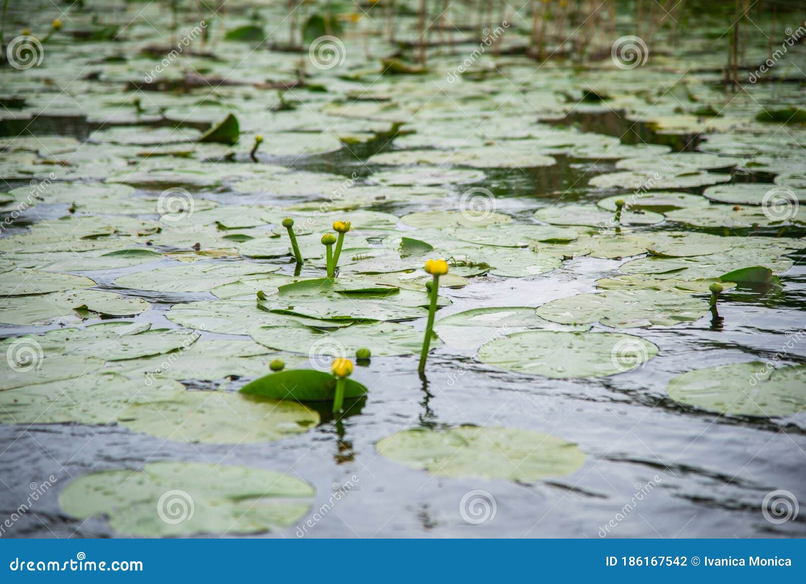 Springtime Water Lilly in Danube Delta Stock Photo - Image of bridge ...