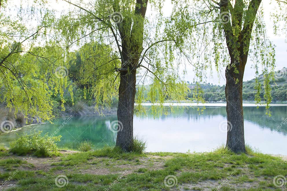 Springtime Weeping Willows Trees in the Shore of a Lake Stock Photo ...
