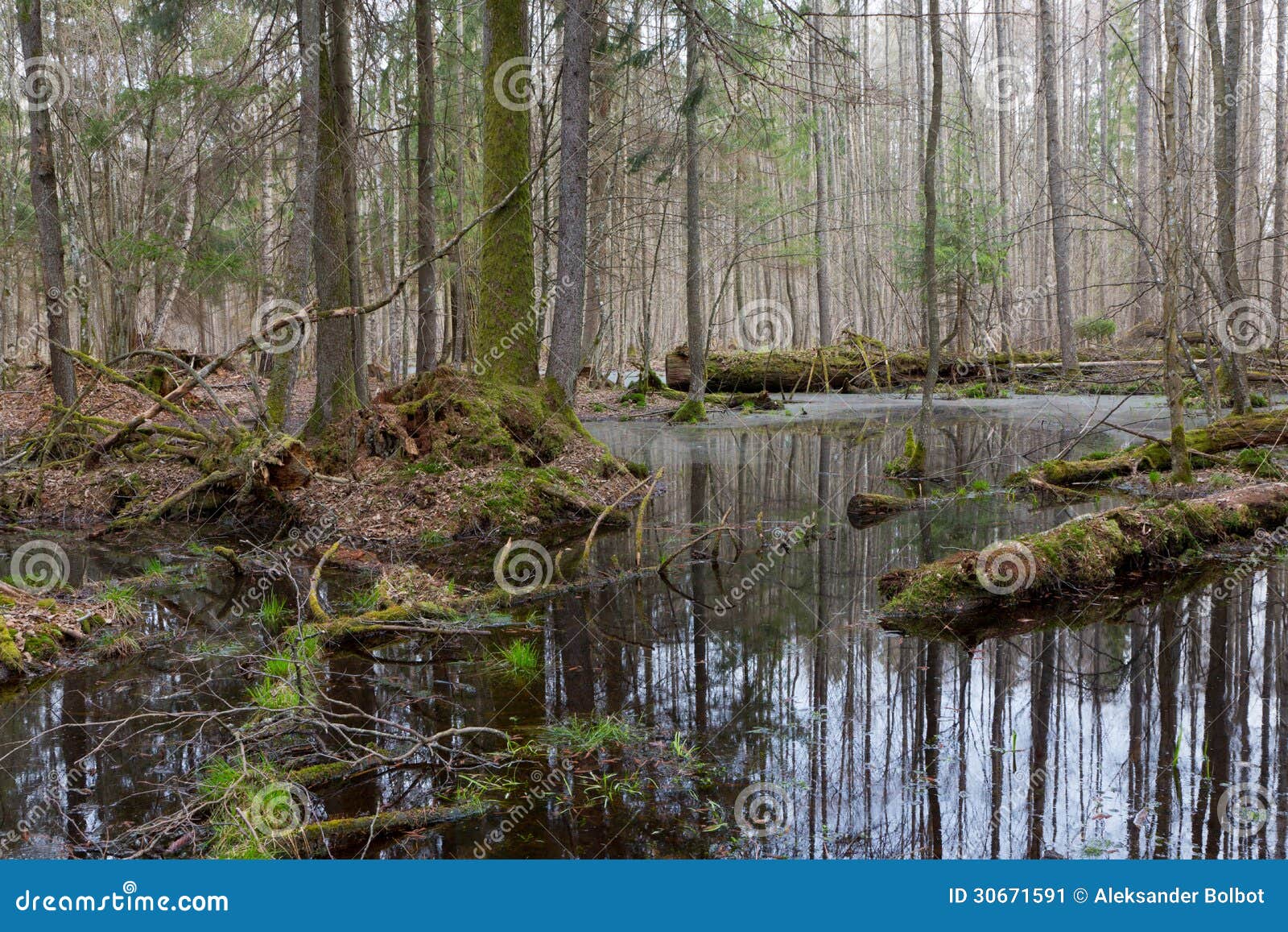 Springtime Wet Mixed Forest with Standing Water Stock Image - Image of ...