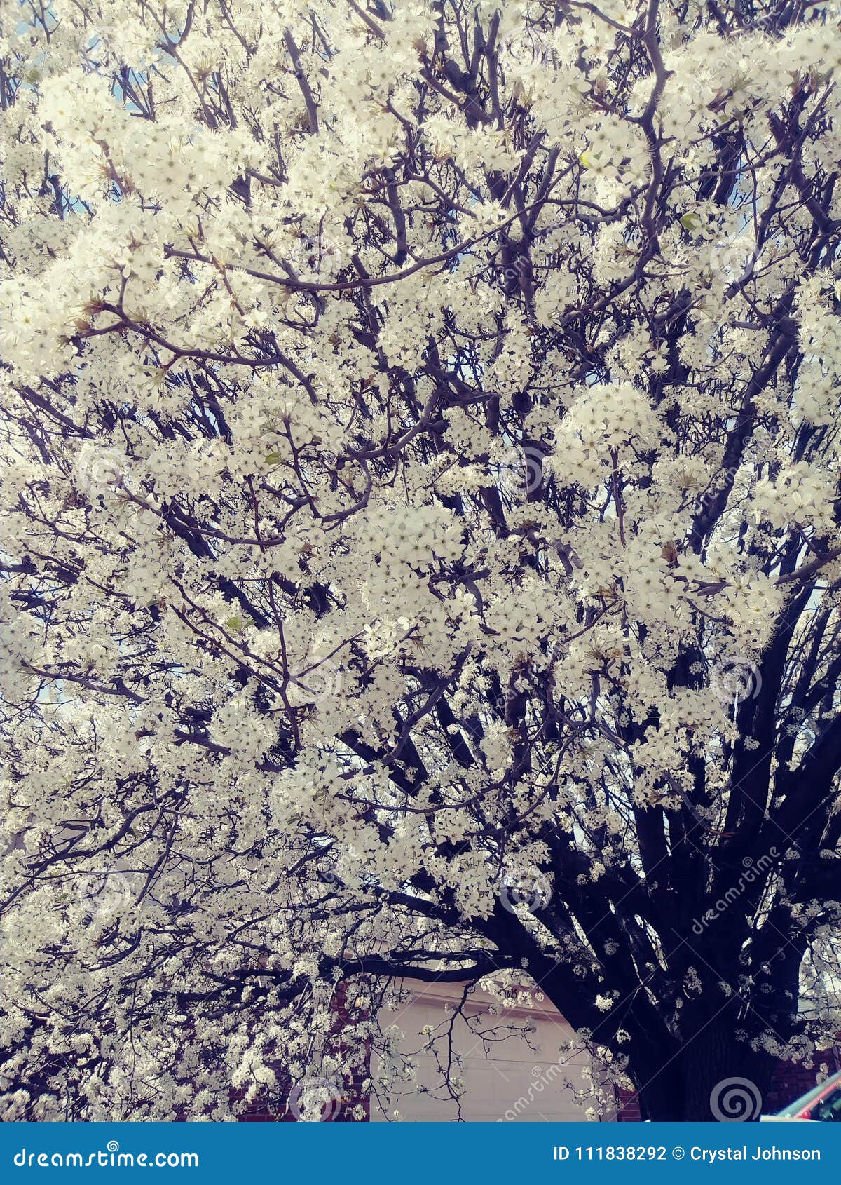 Springtime White Cherry Trees Bloom Stock Photo - Image of trees ...