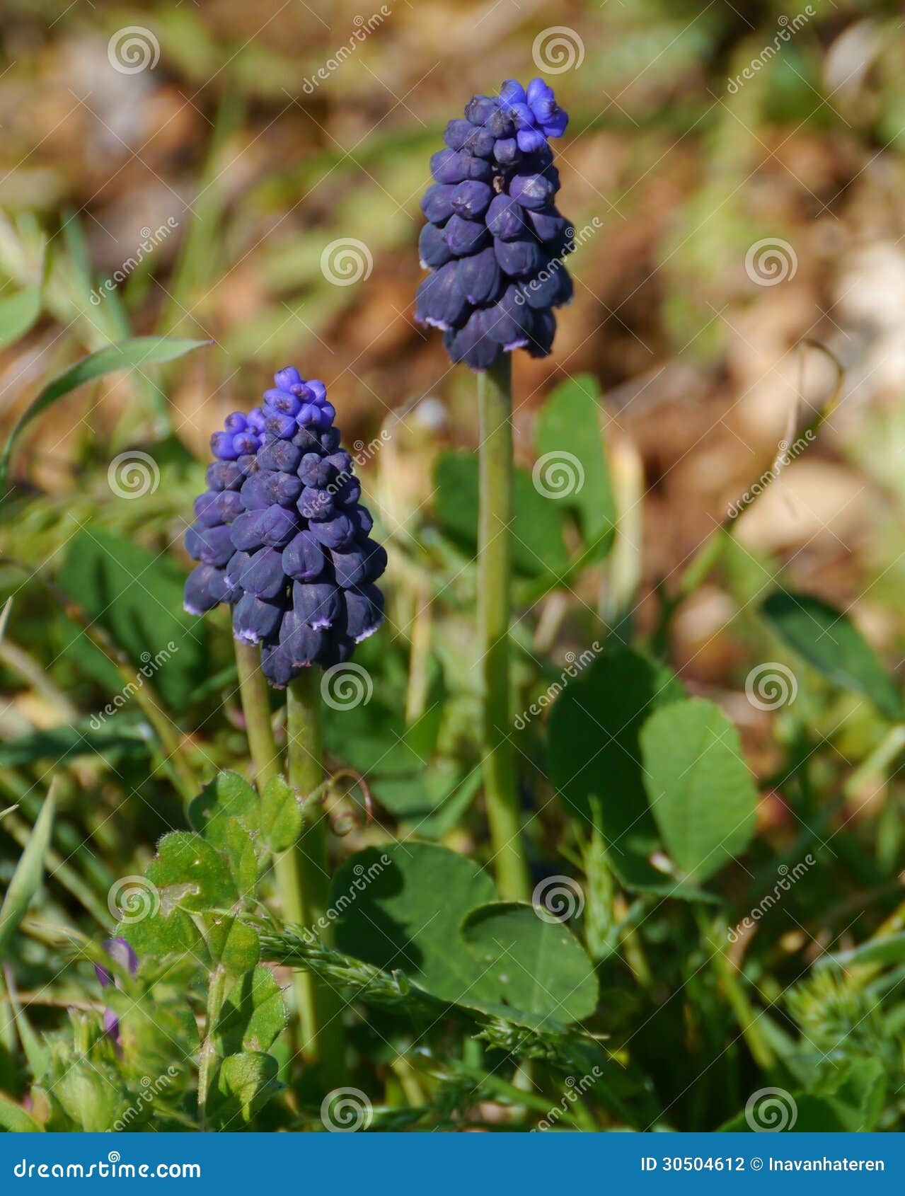 Springtime wild flowers stock photo. Image of blue, amazing - 30504612