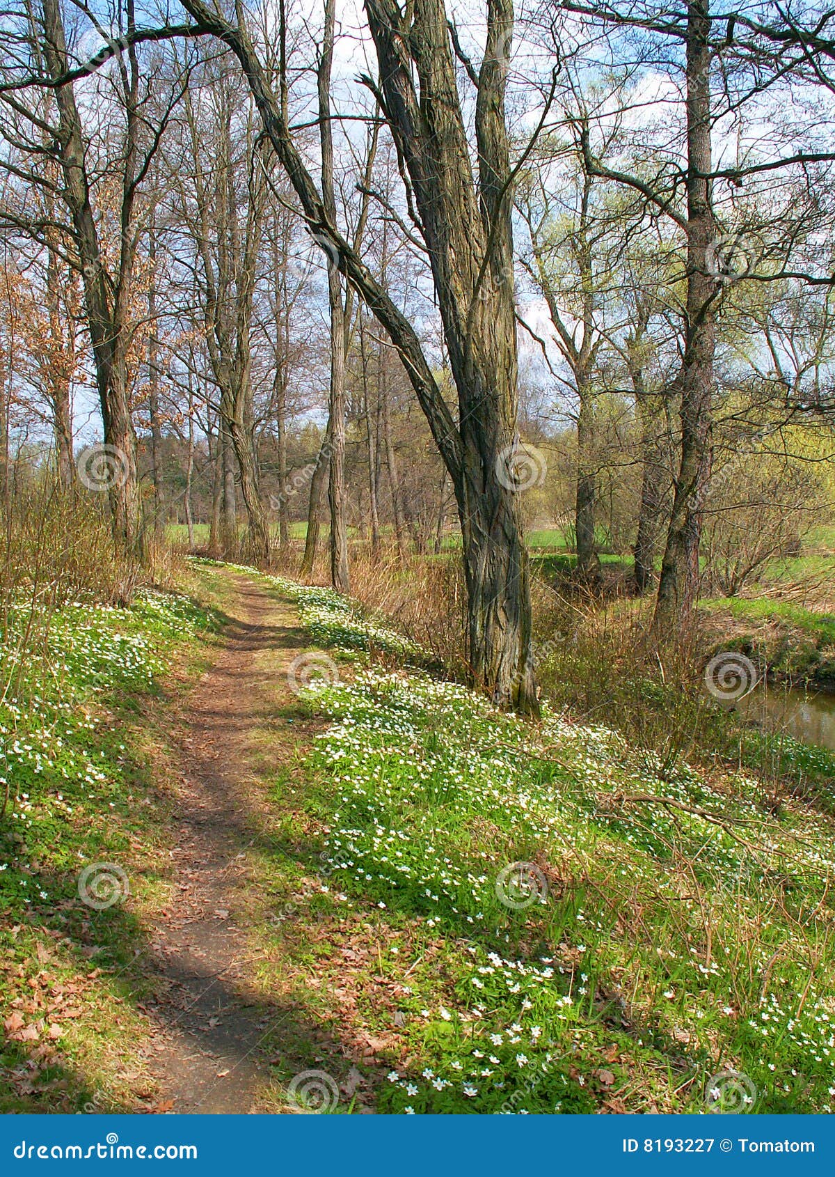 Springtime wood stock image. Image of beauty, bluebell - 8193227