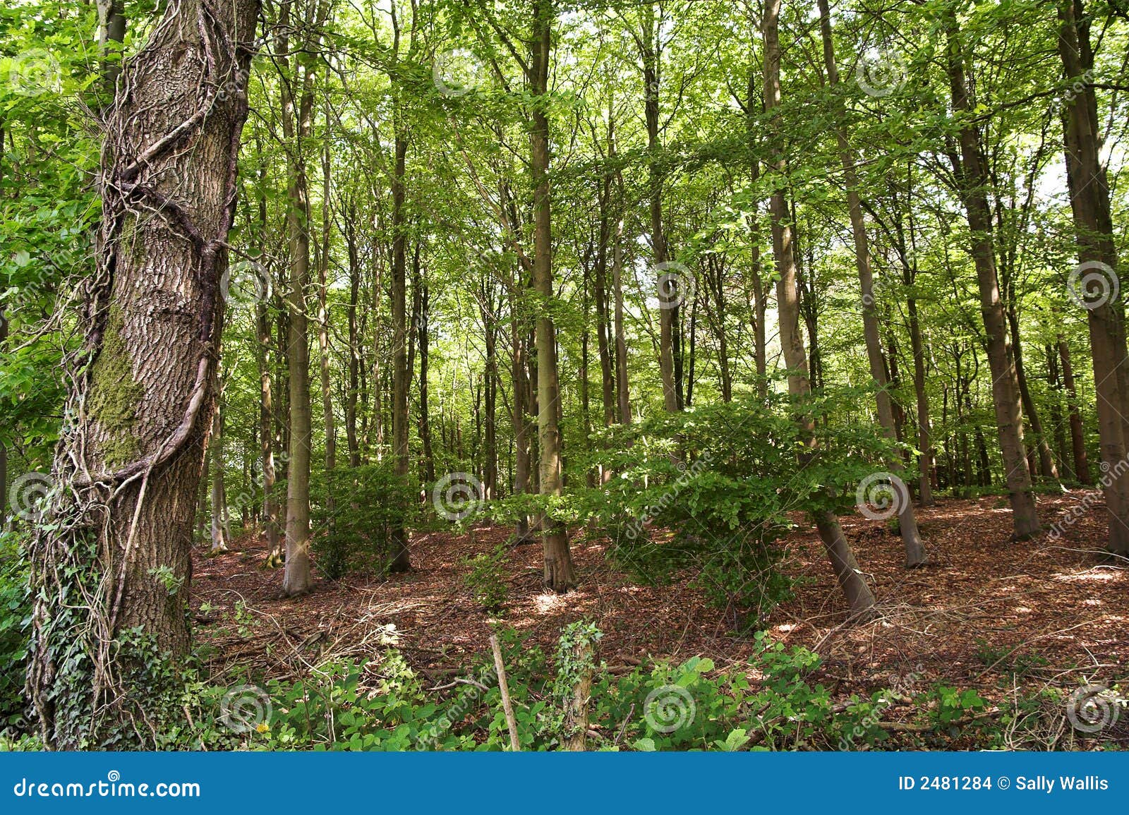 Springtime Woodland stock photo. Image of branches, trunks - 2481284