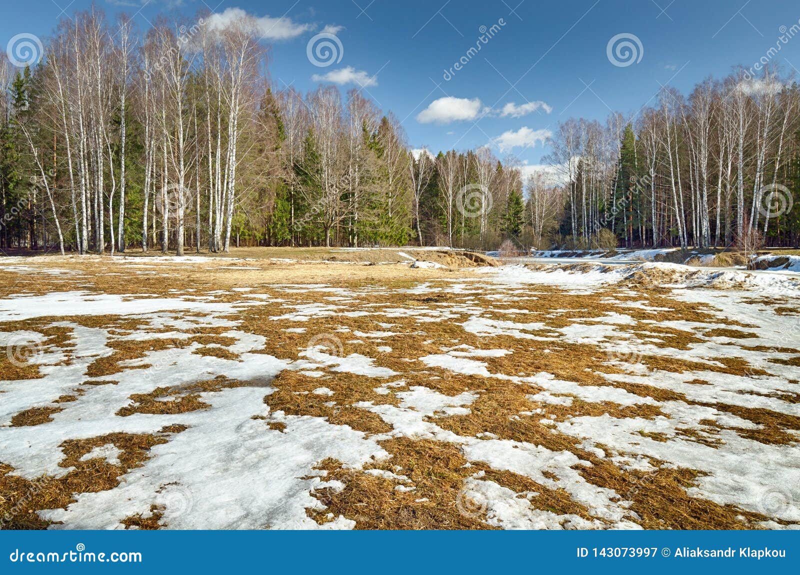 Springtime in the Woods.Shines Warm the Sun Stock Image - Image of wood ...