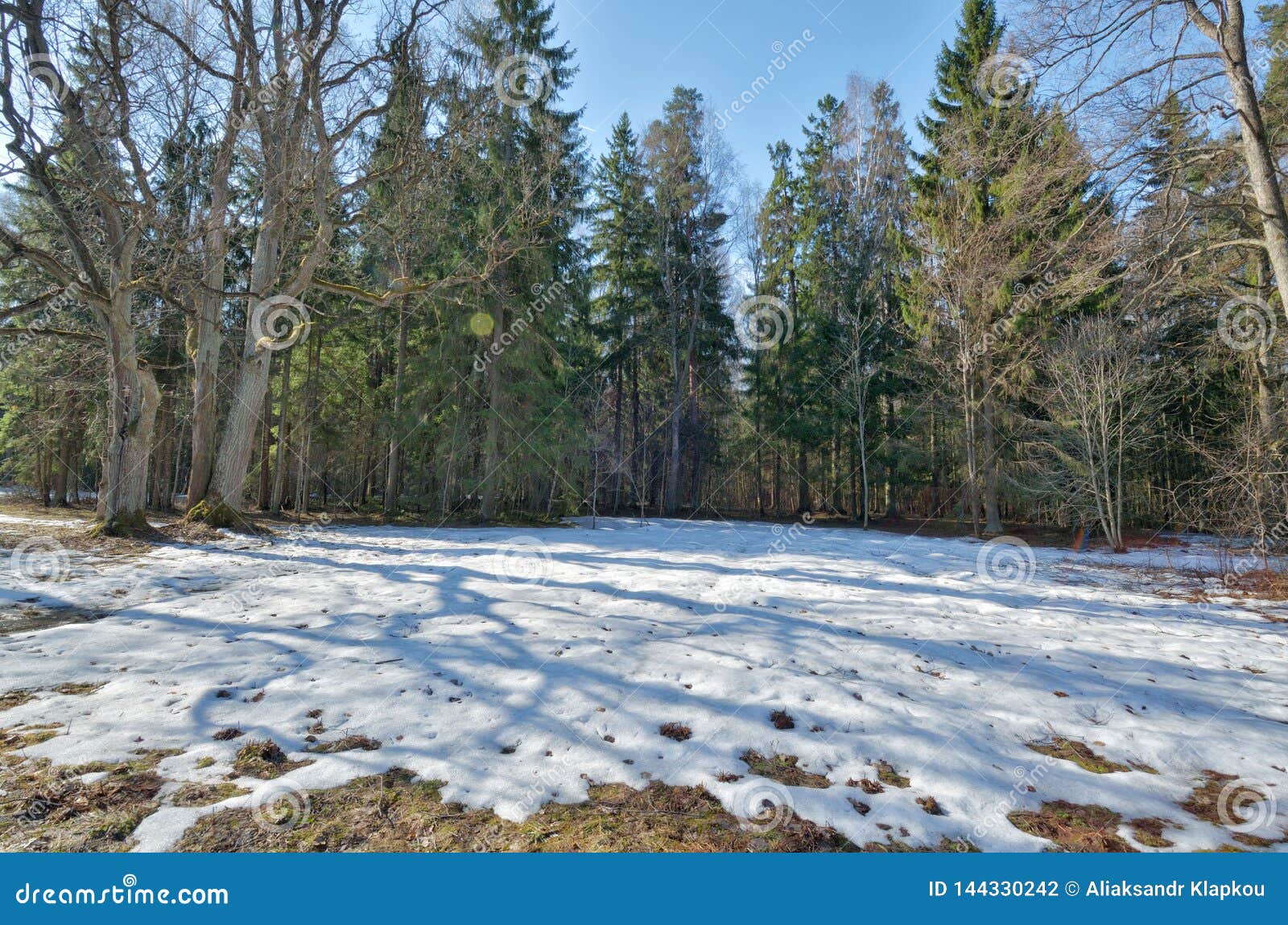 Springtime in the Woods.Shines Warm the Sun Stock Photo - Image of ...