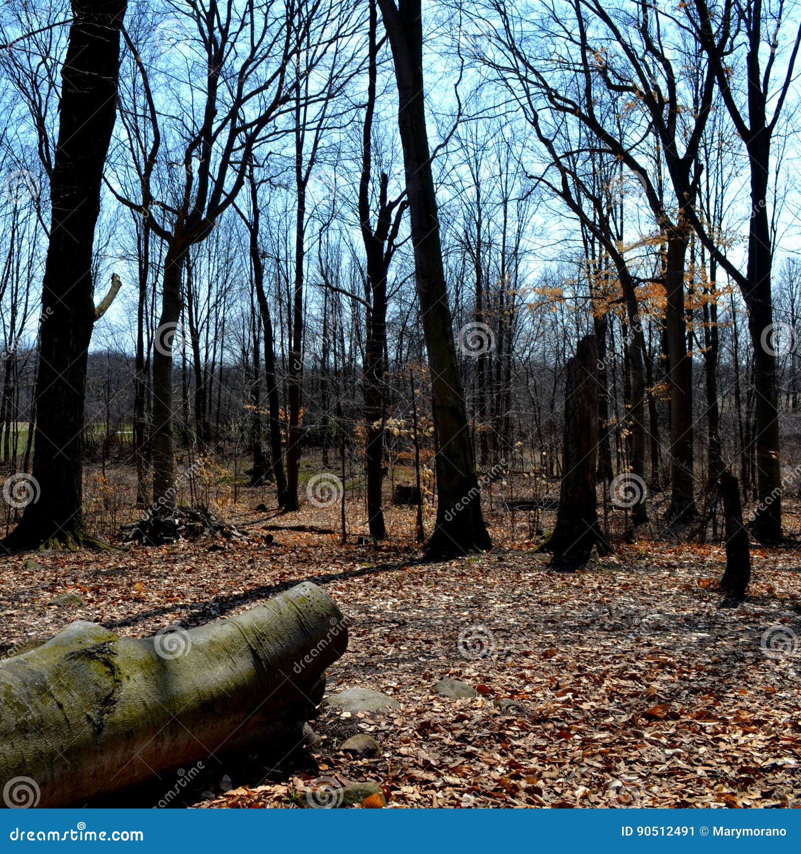 Springtime in the Woods, Saukville Wisconsin Stock Image - Image of ...