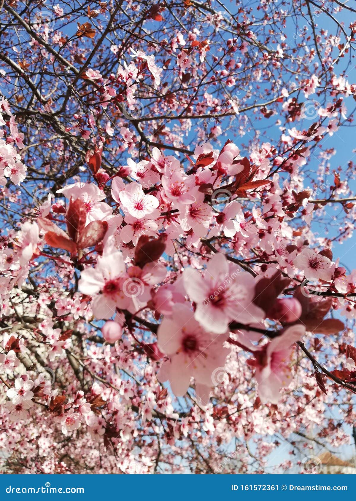 13,929 Spring Chill Stock Photos - Free & Royalty-Free Stock Photos ...