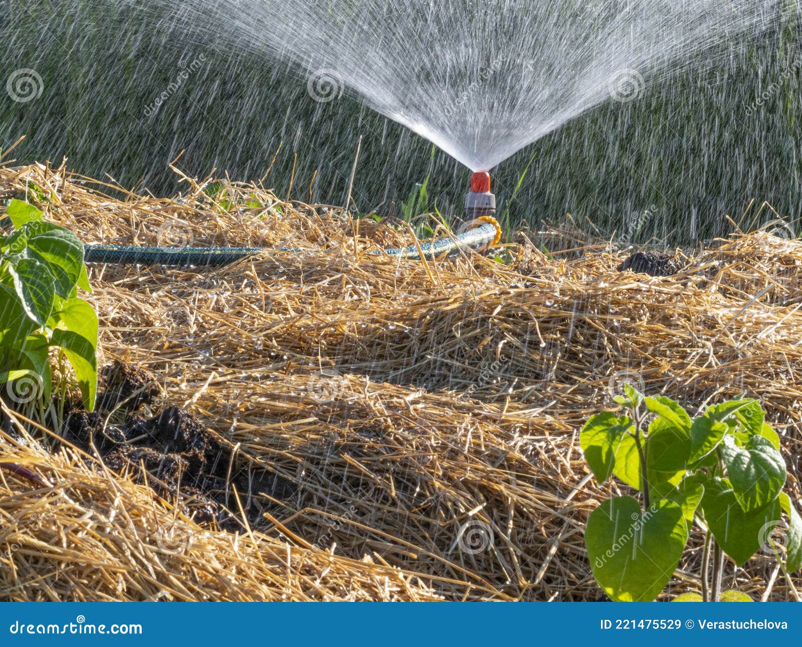 Sprinker Irrigation System Spraying Water on Field Stock Image - Image ...