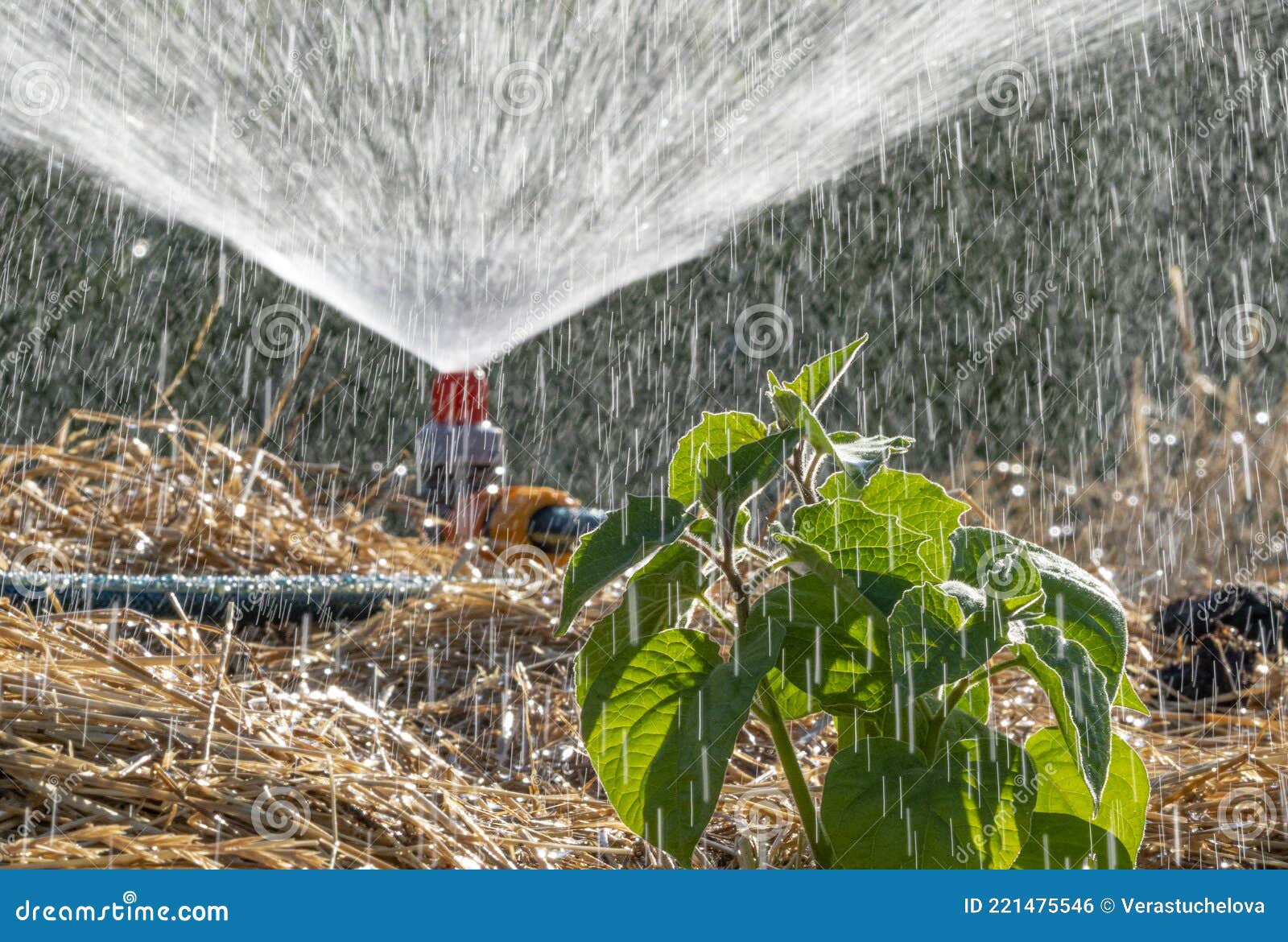 Sprinker Irrigation System Spraying Water on Field Stock Photo - Image ...
