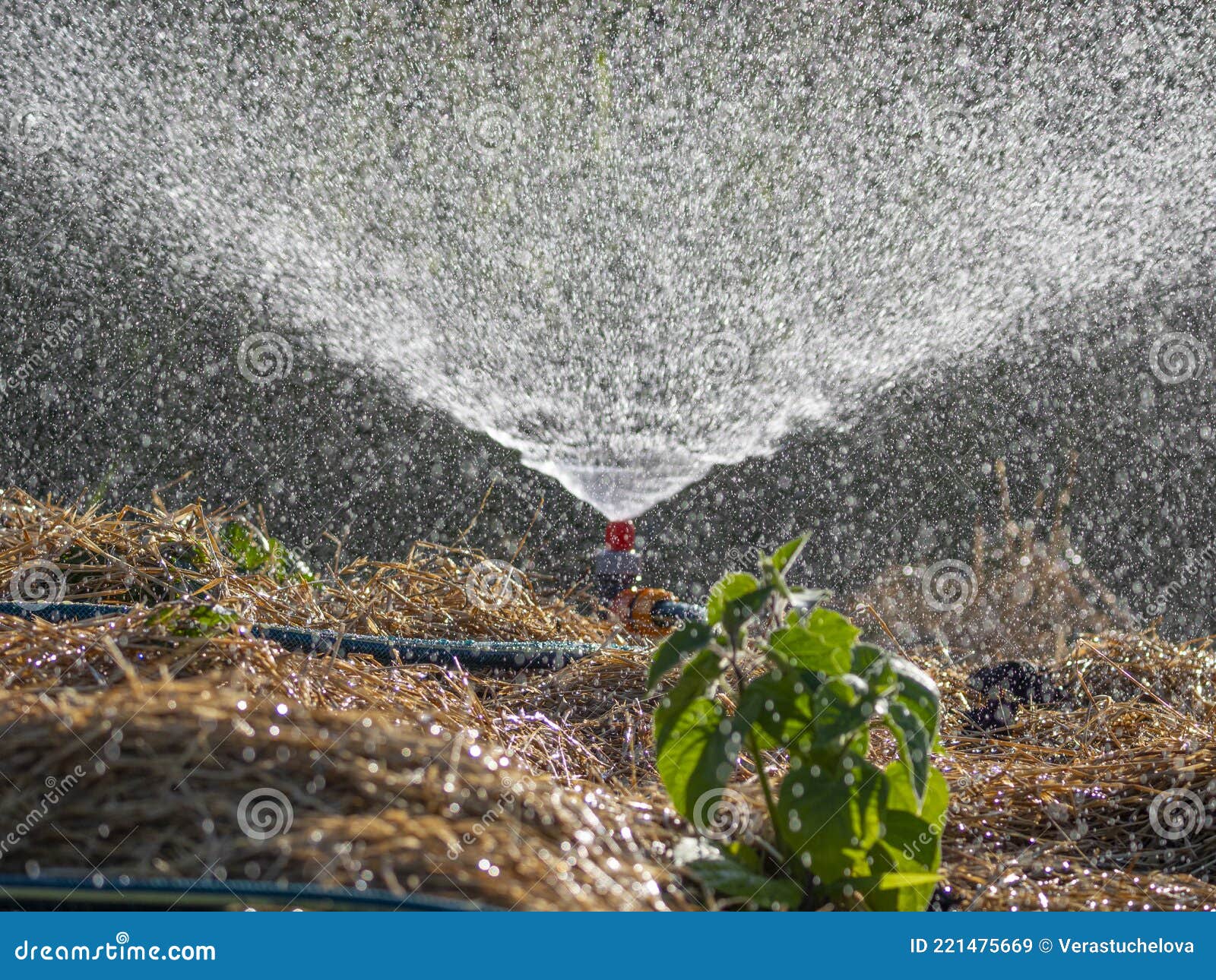 Sprinker Irrigation System Spraying Water On Field Royalty-Free Stock ...
