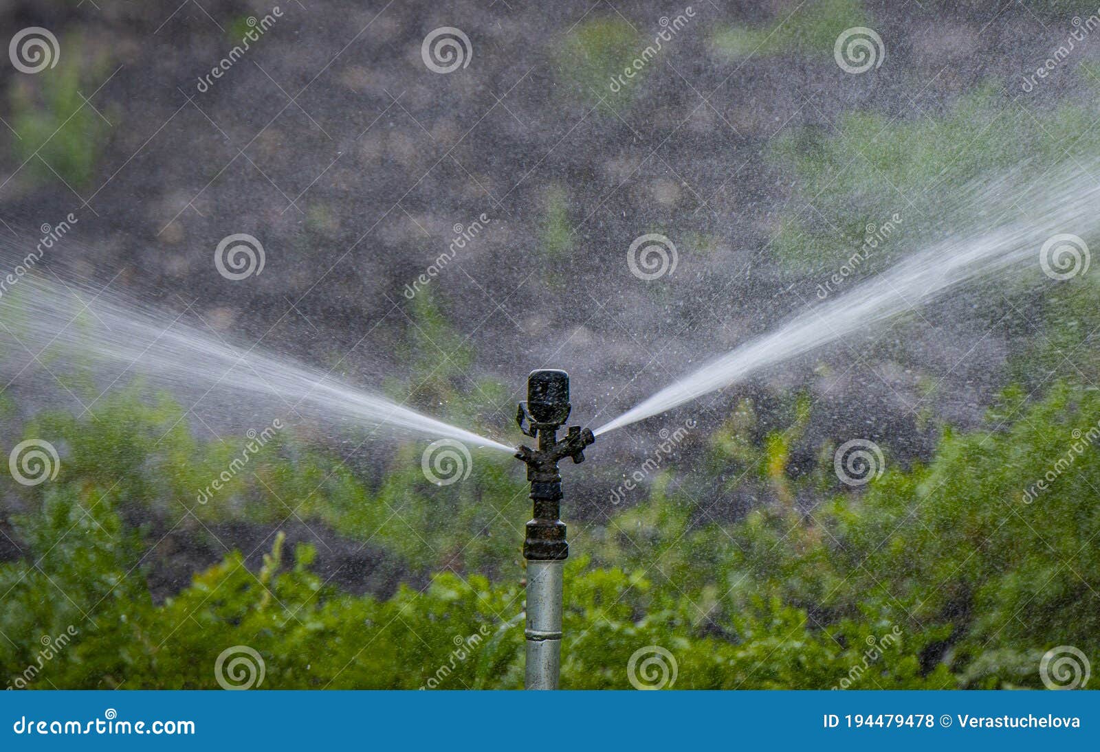 Sprinker Irrigation System Spraying Water on Field Stock Photo - Image ...