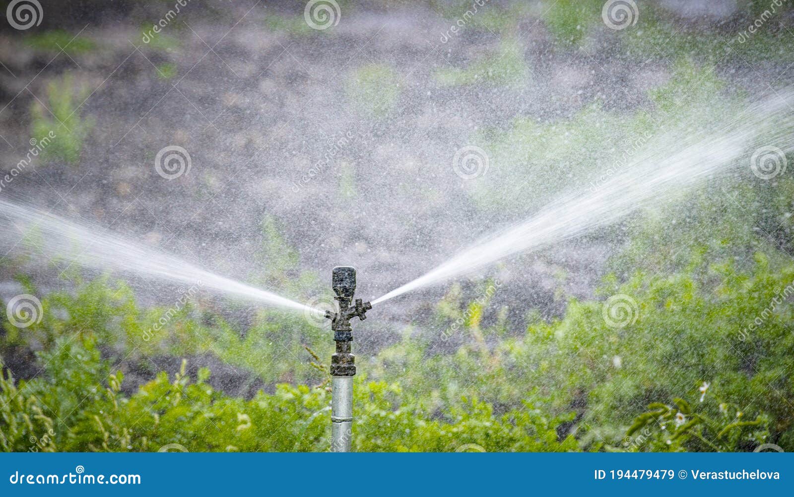 Sprinker Irrigation System Spraying Water on Field Stock Image - Image ...