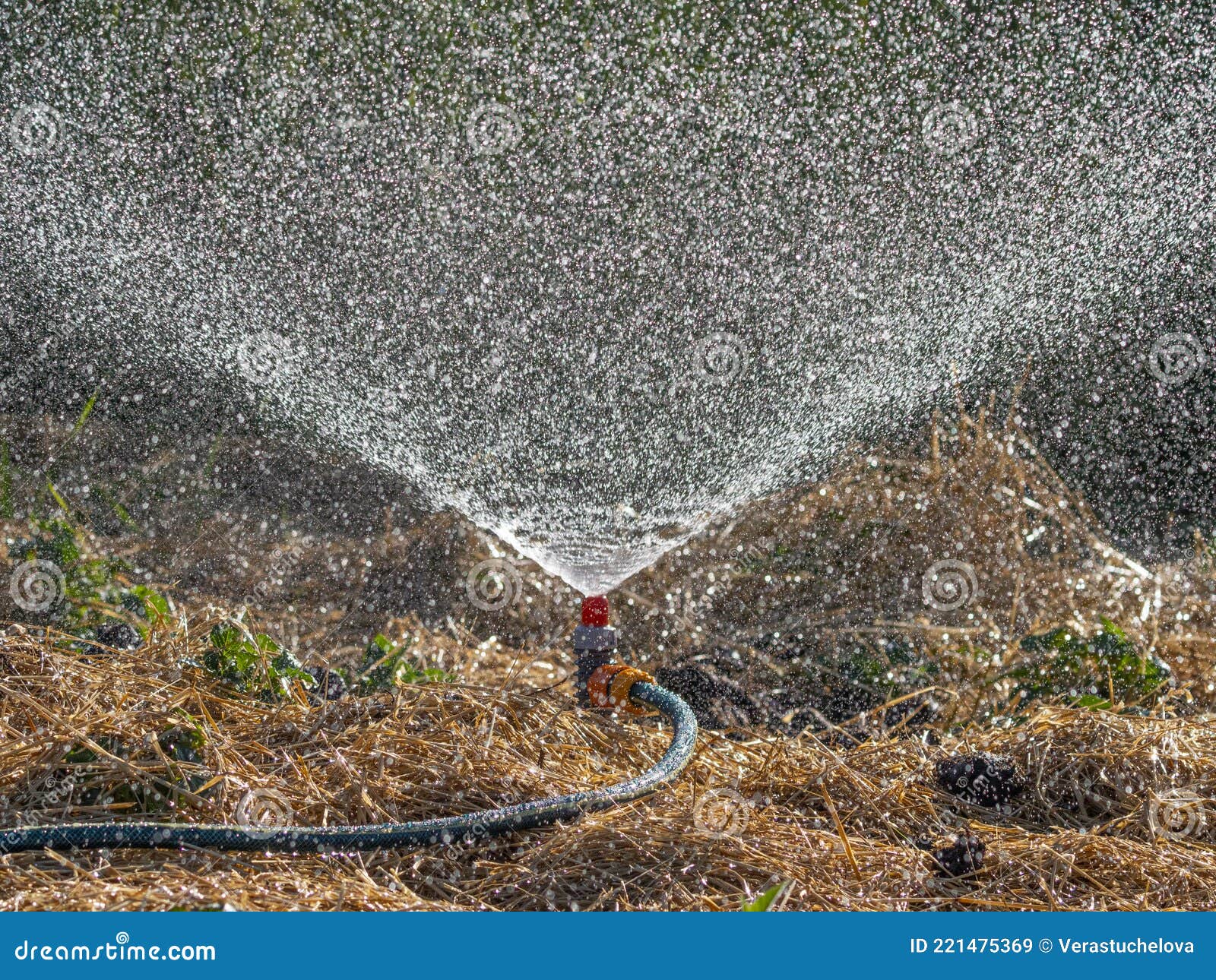 Sprinker Irrigation System Spraying Water on Field Stock Image - Image ...