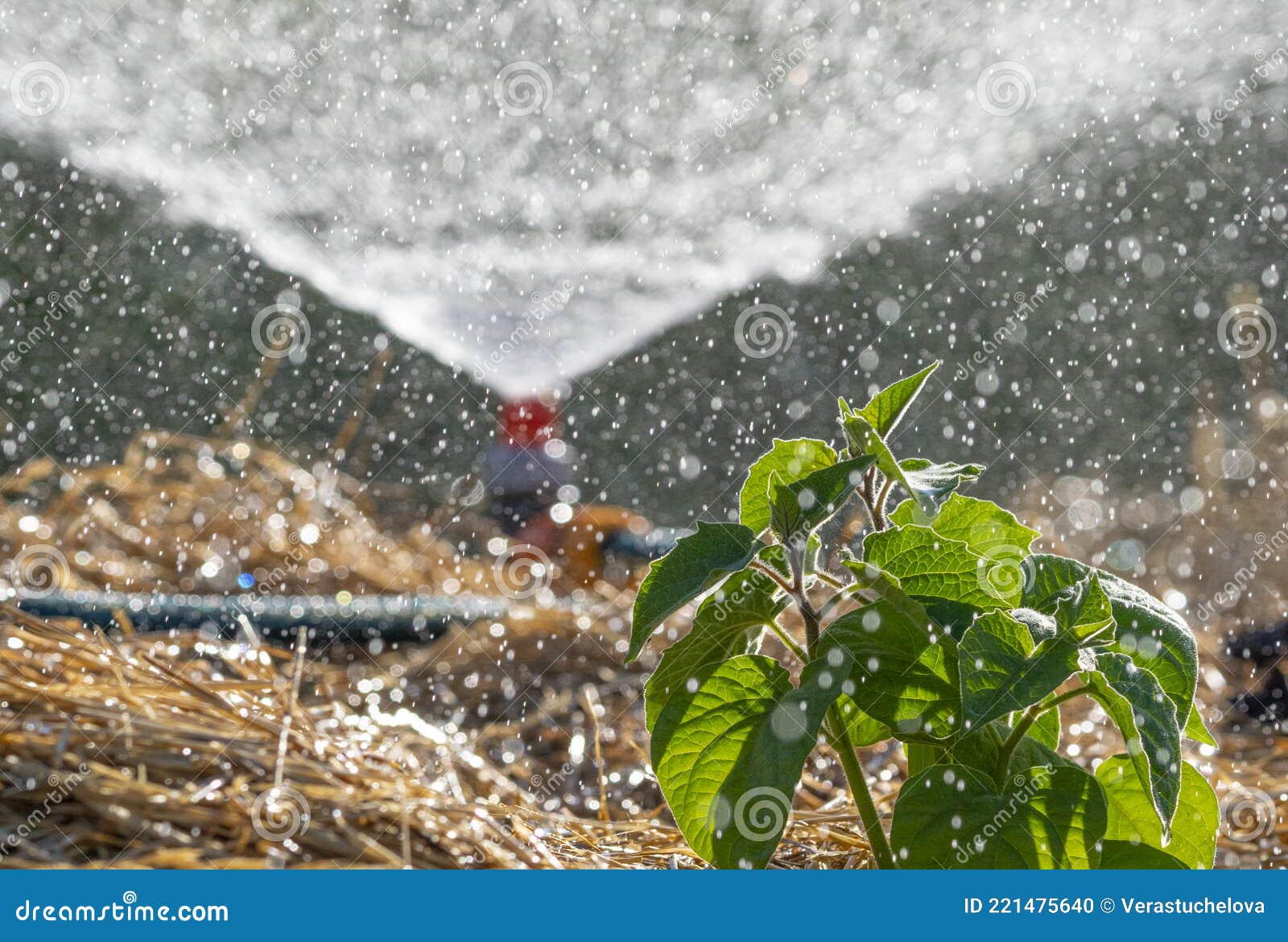 Sprinker Irrigation System Spraying Water On Field Royalty-Free Stock ...