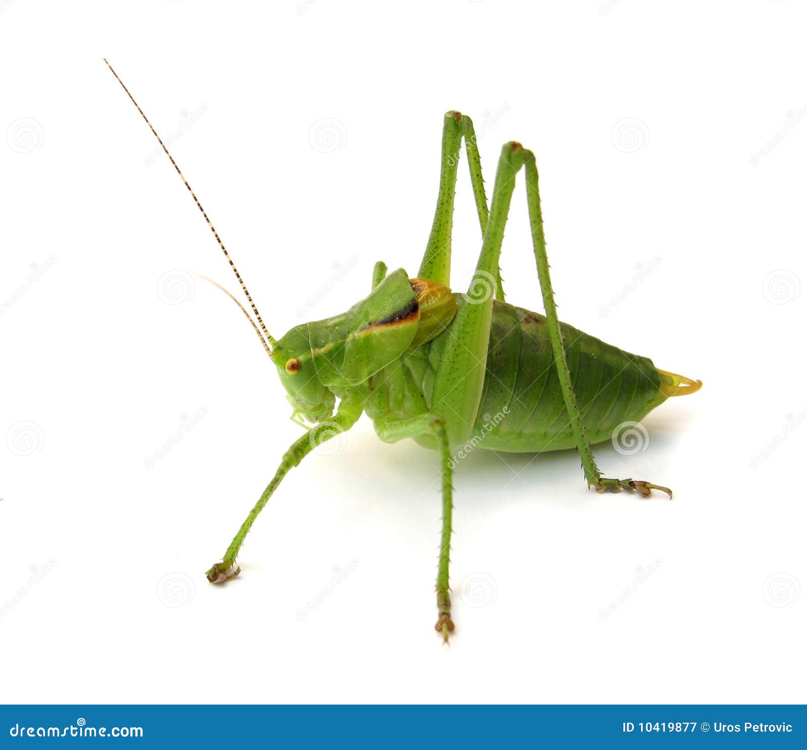 Sprinkhaan stock afbeelding. Image of achtergrond, besnoeiing - 10419877