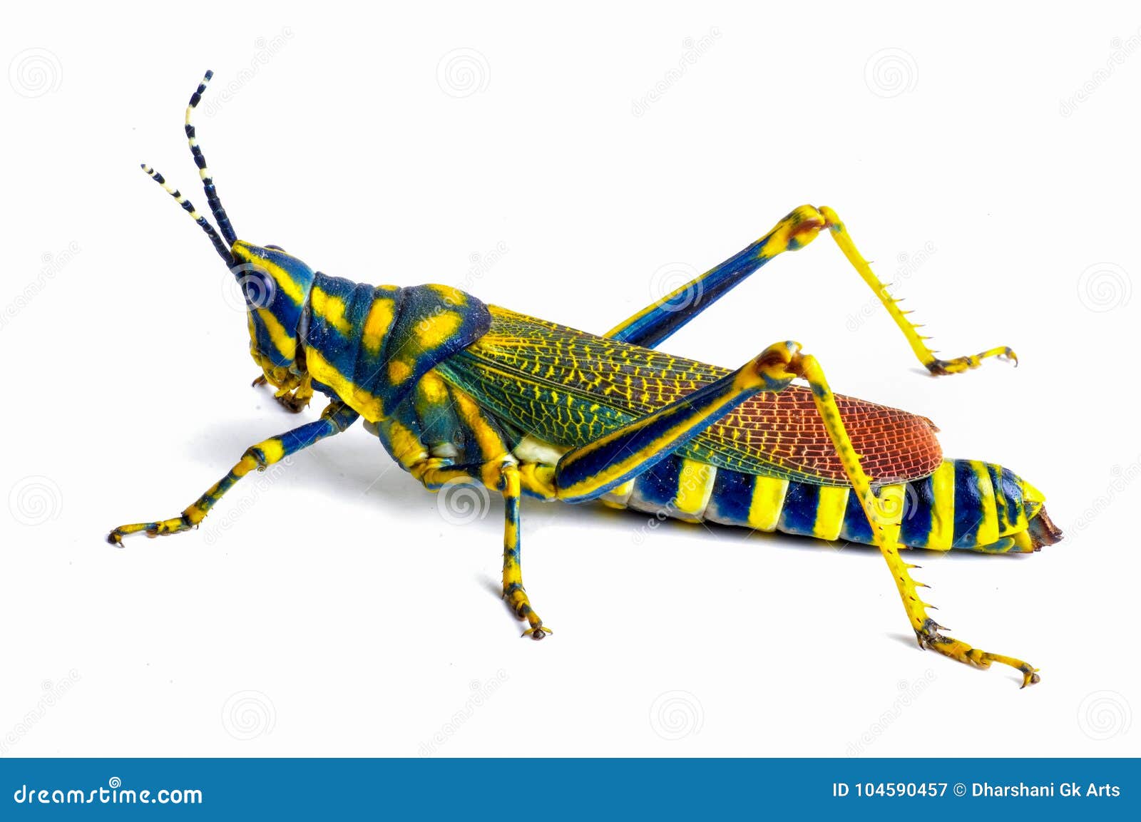 Sprinkhaan stock afbeelding. Image of mensen, lengte - 104590457