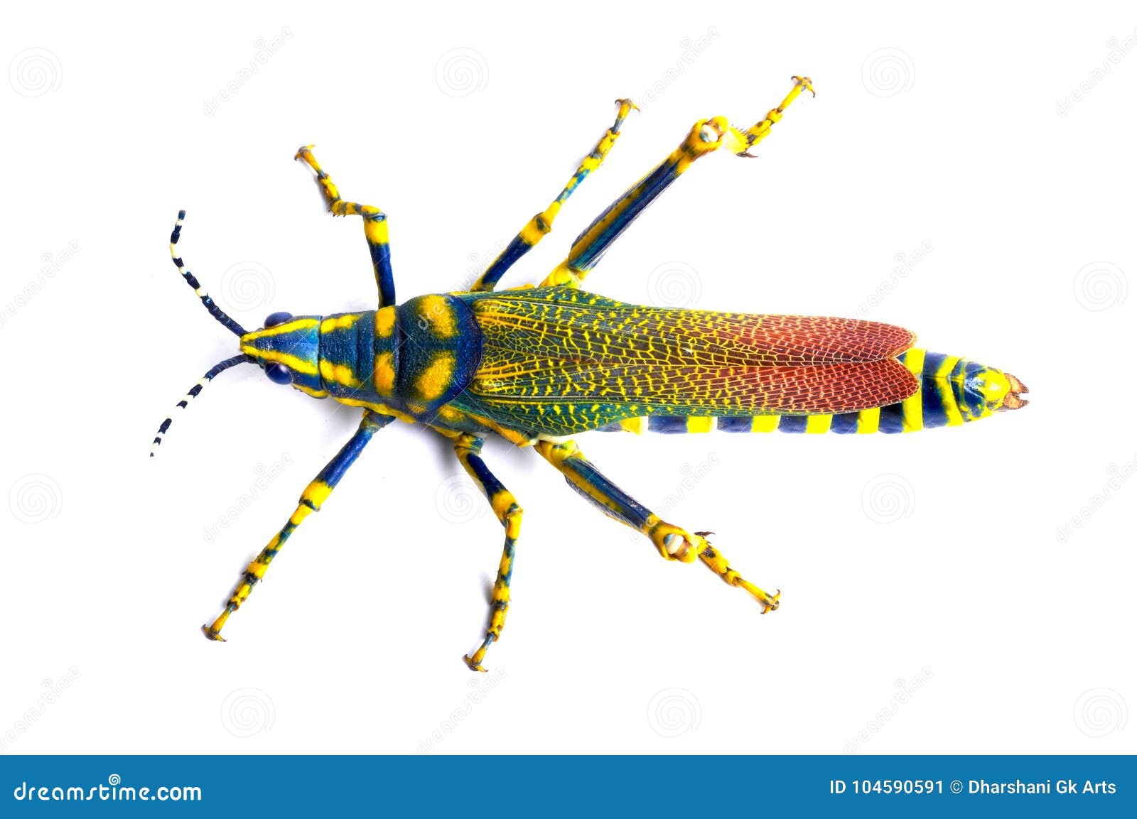 Sprinkhaan stock afbeelding. Image of been, achtergrond - 104590591