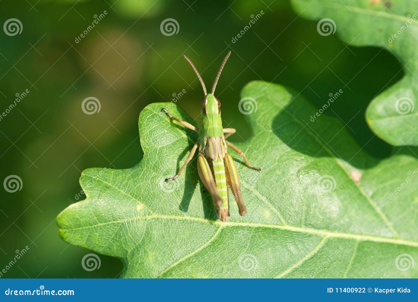 Sprinkhaan stock foto. Image of ongedierte, voelers, dier - 11400922