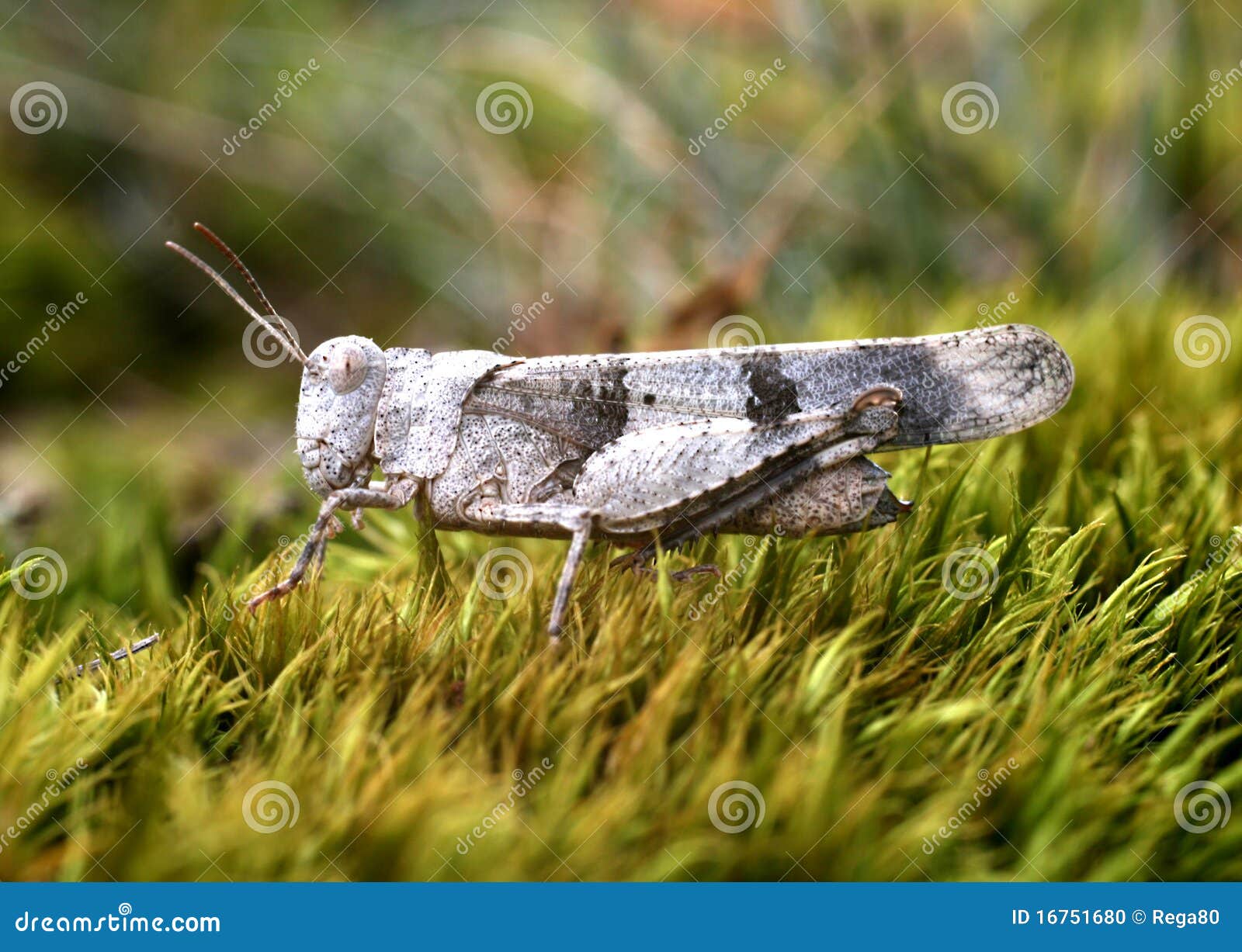 Sprinkhaan stock foto. Image of kijk, been, sprinkhaan - 16751680