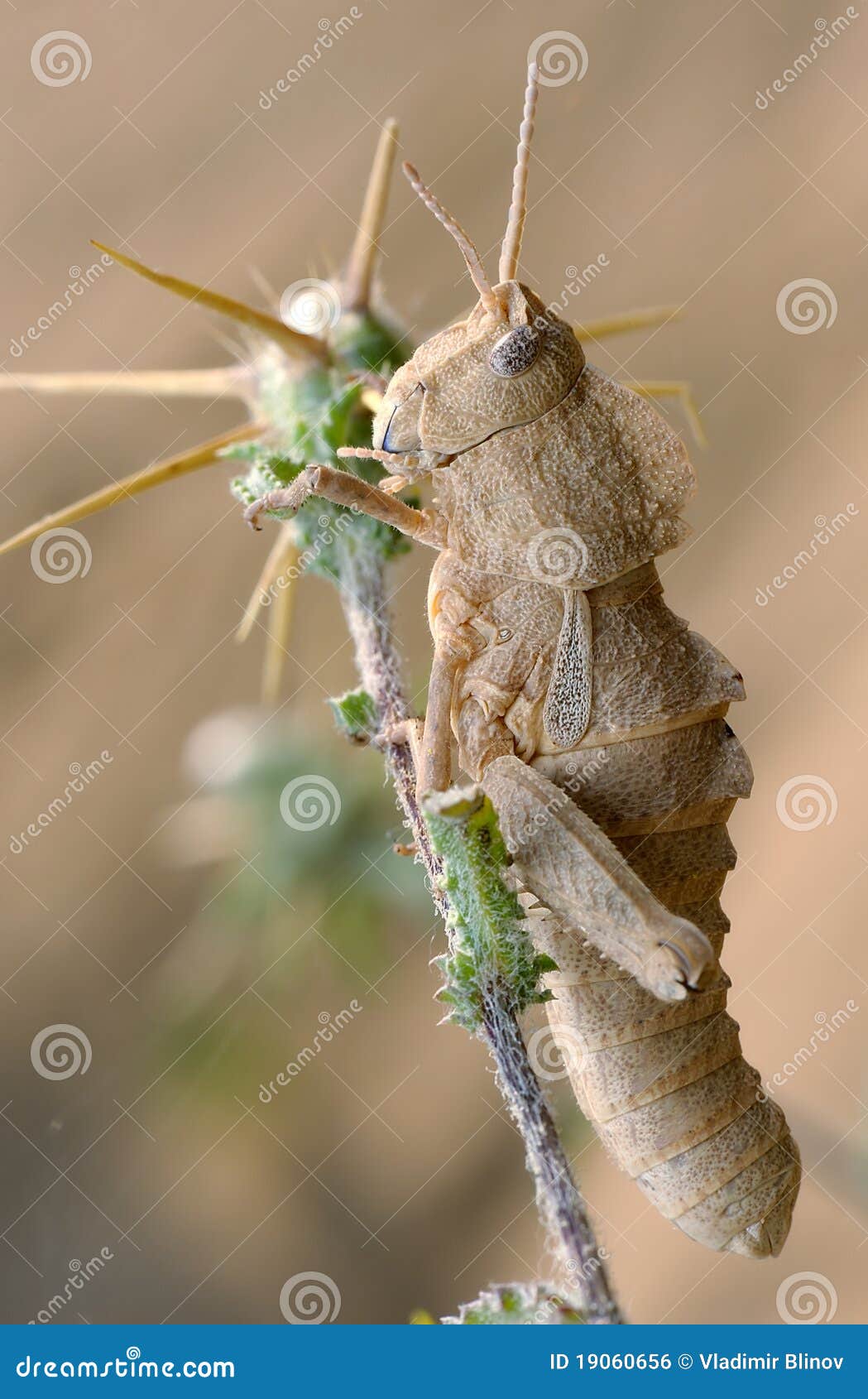 Sprinkhaan stock foto. Image of antenne, sprinkhanen - 19060656