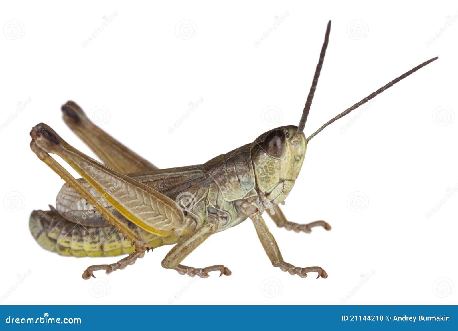 Sprinkhaan stock foto. Image of macro, piepklein, sprinkhaan - 21144210
