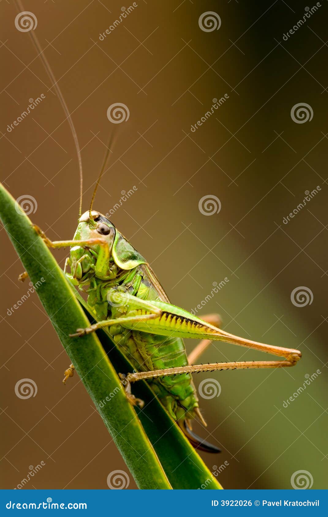 Sprinkhaan stock foto. Image of antennes, bruin, insect - 3922026