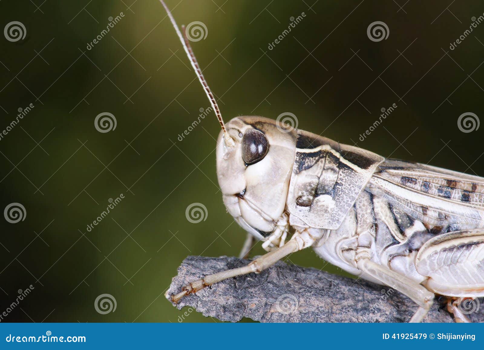 Sprinkhaan stock afbeelding. Image of dieren, macro, wild - 41925479