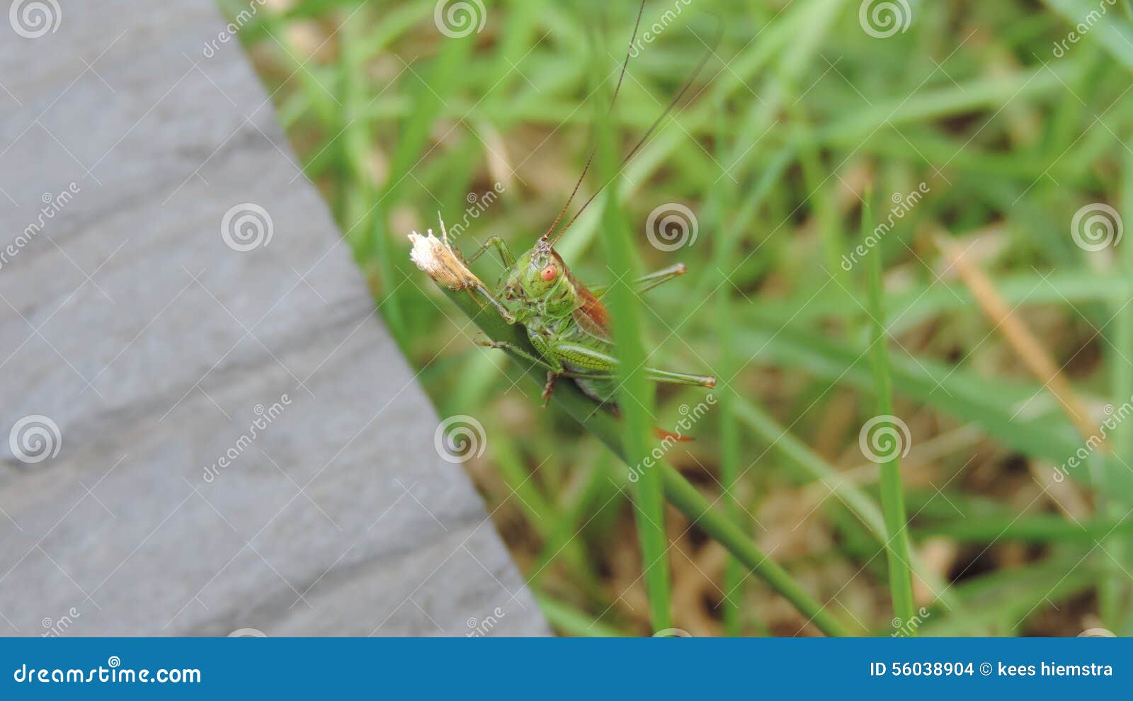 Sprinkhaan stockfoto. Bild von nahaufnahme - 56038904